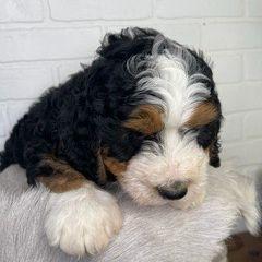 Houston Texas Doodles in Texas | Goldendoodle and Poodle puppies | Good Dog