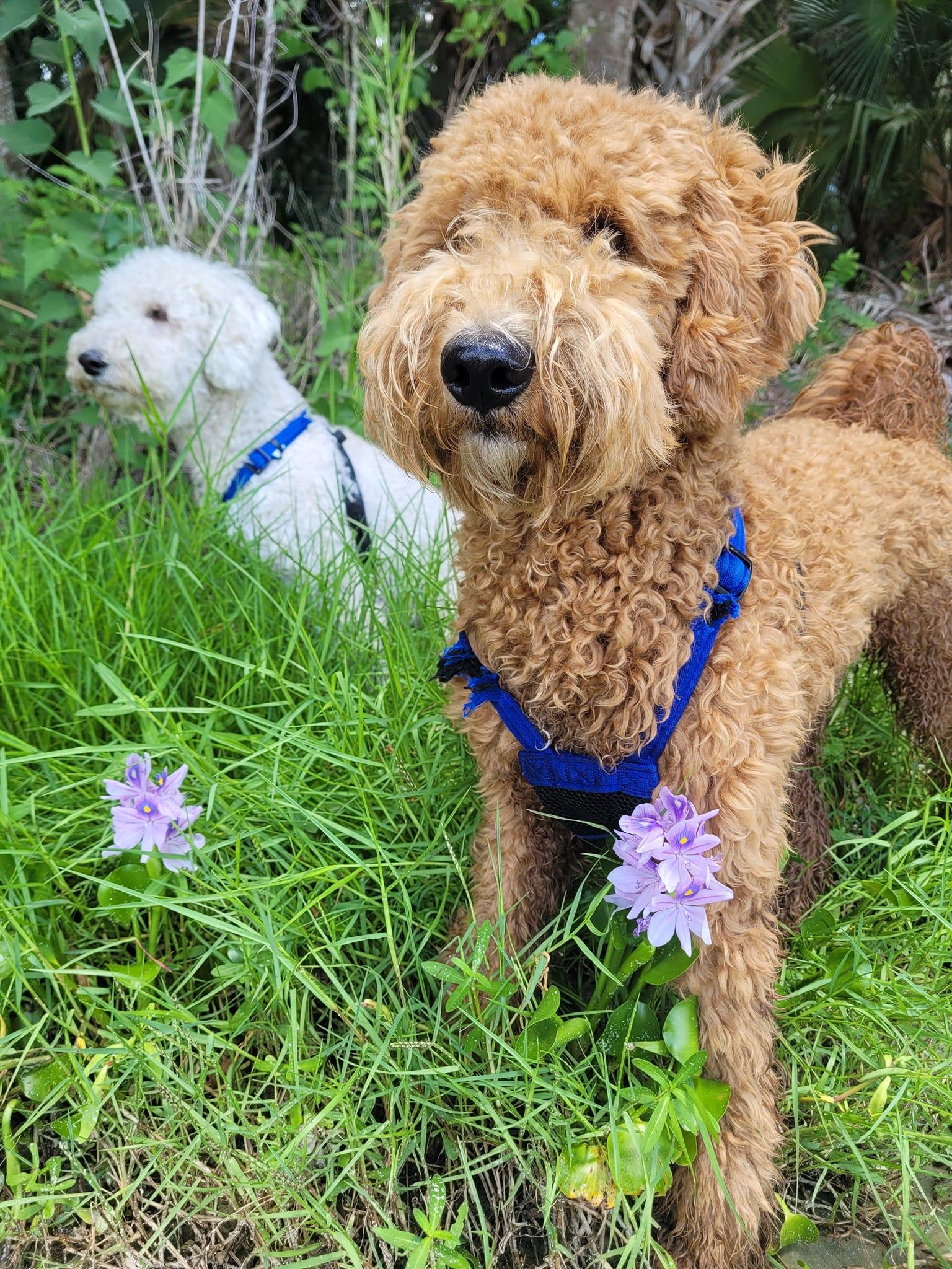 Honey's Golden Doodles in Florida | Goldendoodle puppies | Good Dog