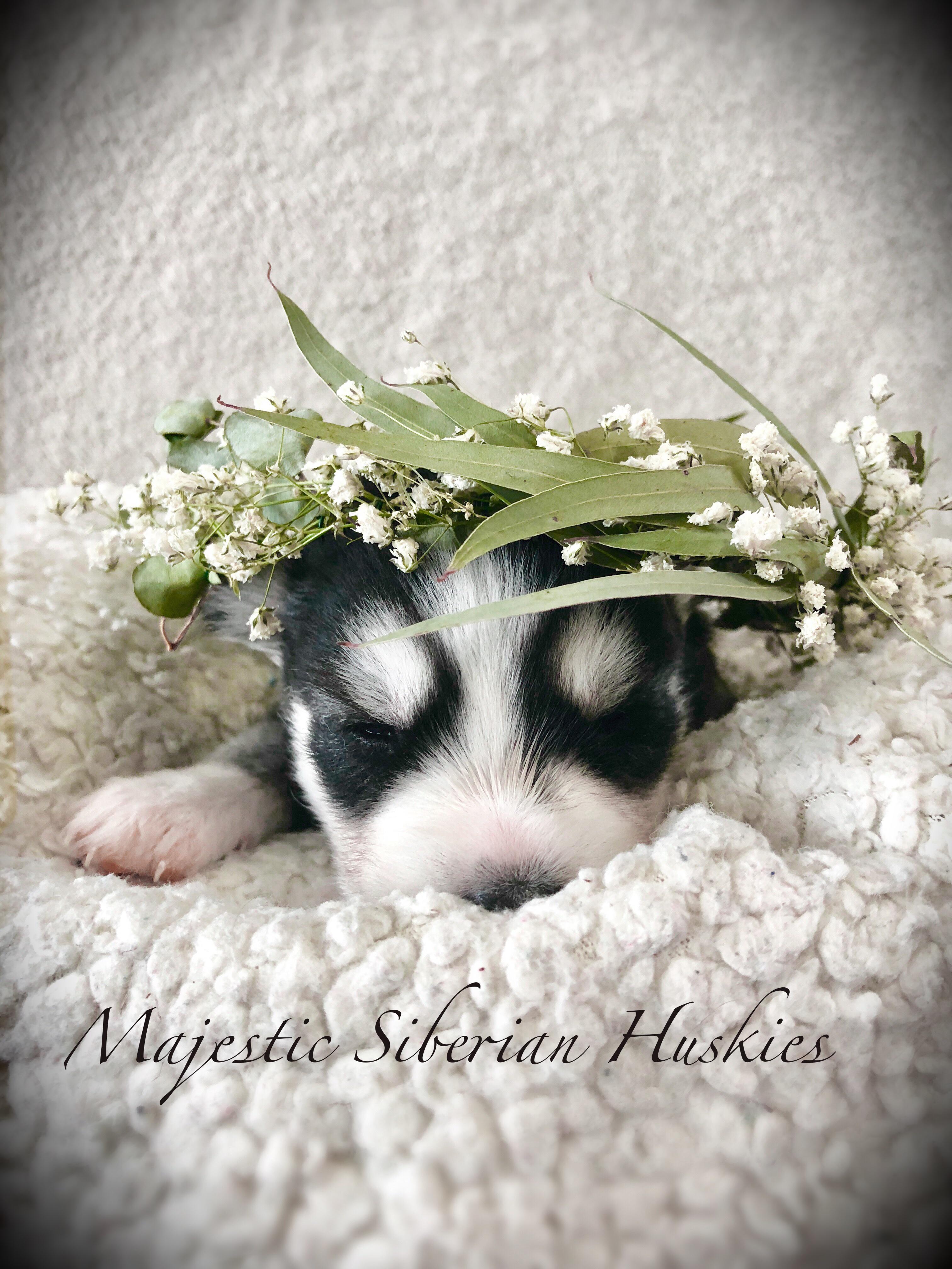 Majestic Siberian Huskies in Georgia | Siberian Husky puppies | Good Dog
