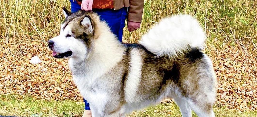 Windchaser Kennels in Minnesota | Alaskan Malamute puppies | Good Dog