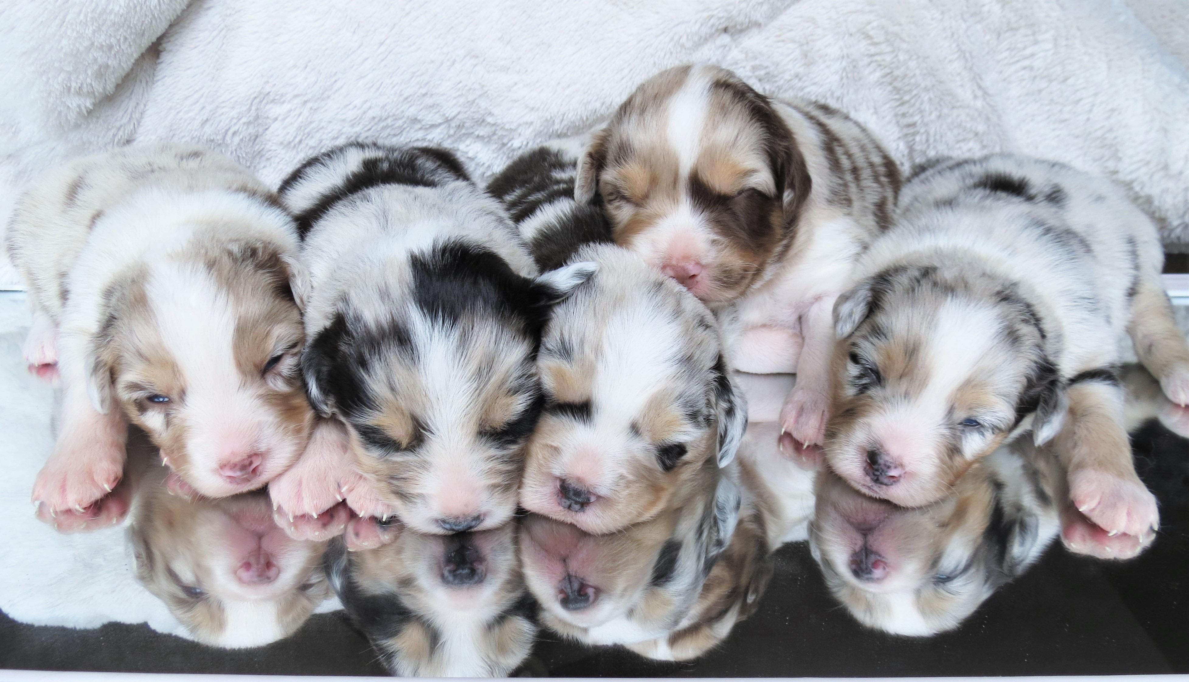 Meljestic Farms in Minnesota | Australian Shepherd puppies | Good Dog