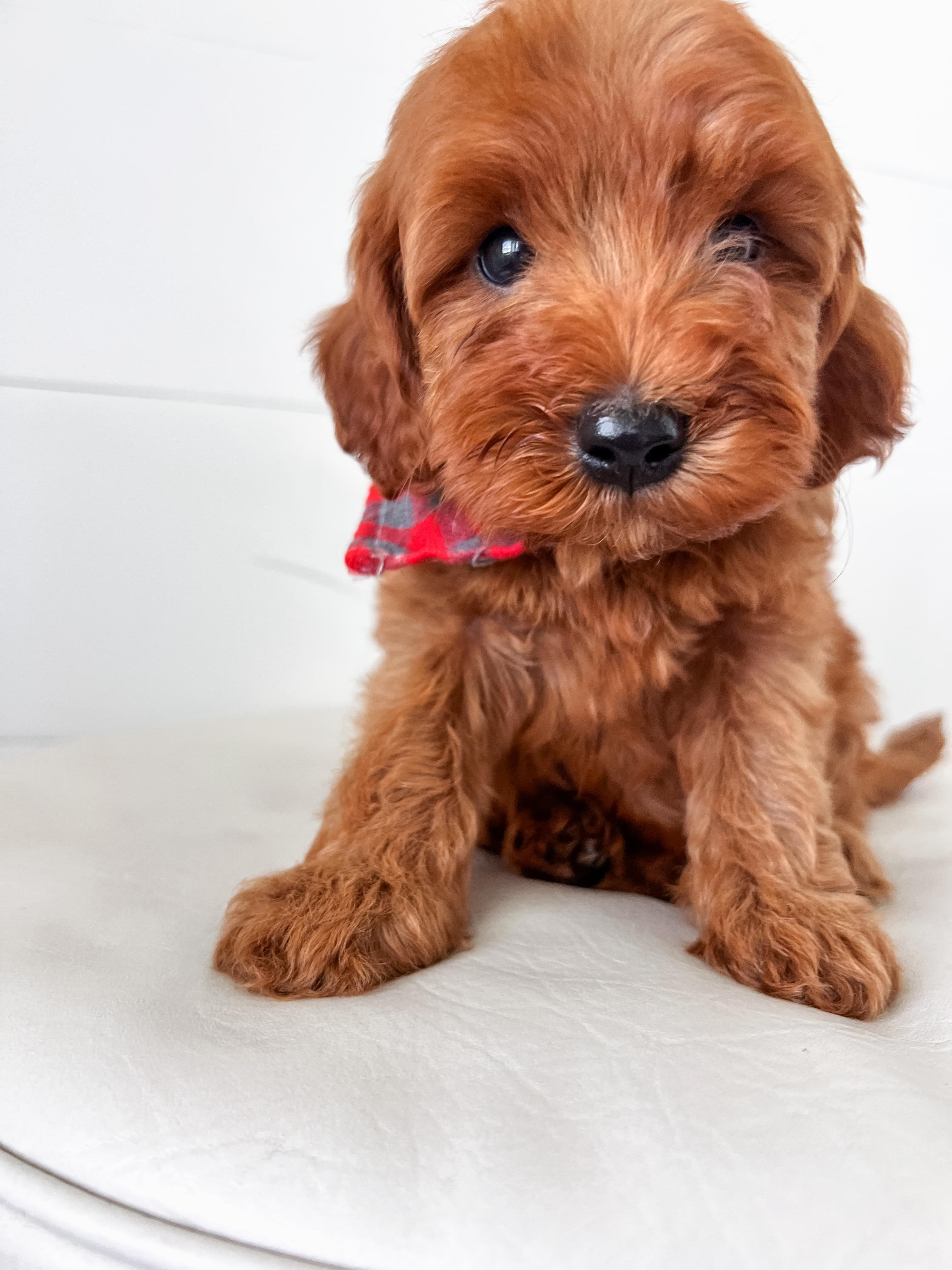 Rocking JH Pup Co in Idaho | Cavapoo, Cockapoo or Goldendoodle puppies ...