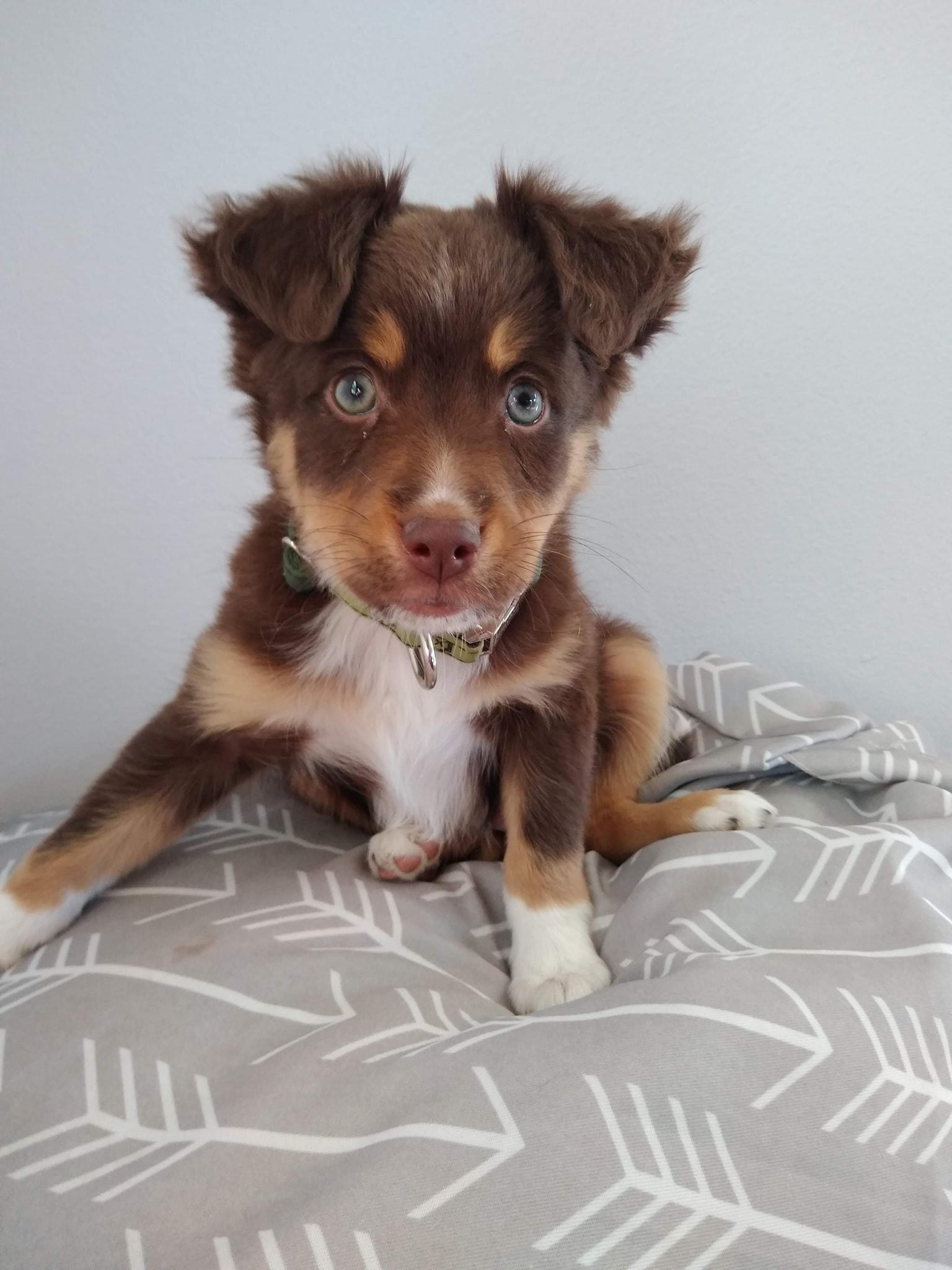 Windy Hill Farm Mini Aussies in Minnesota | Miniature Australian ...