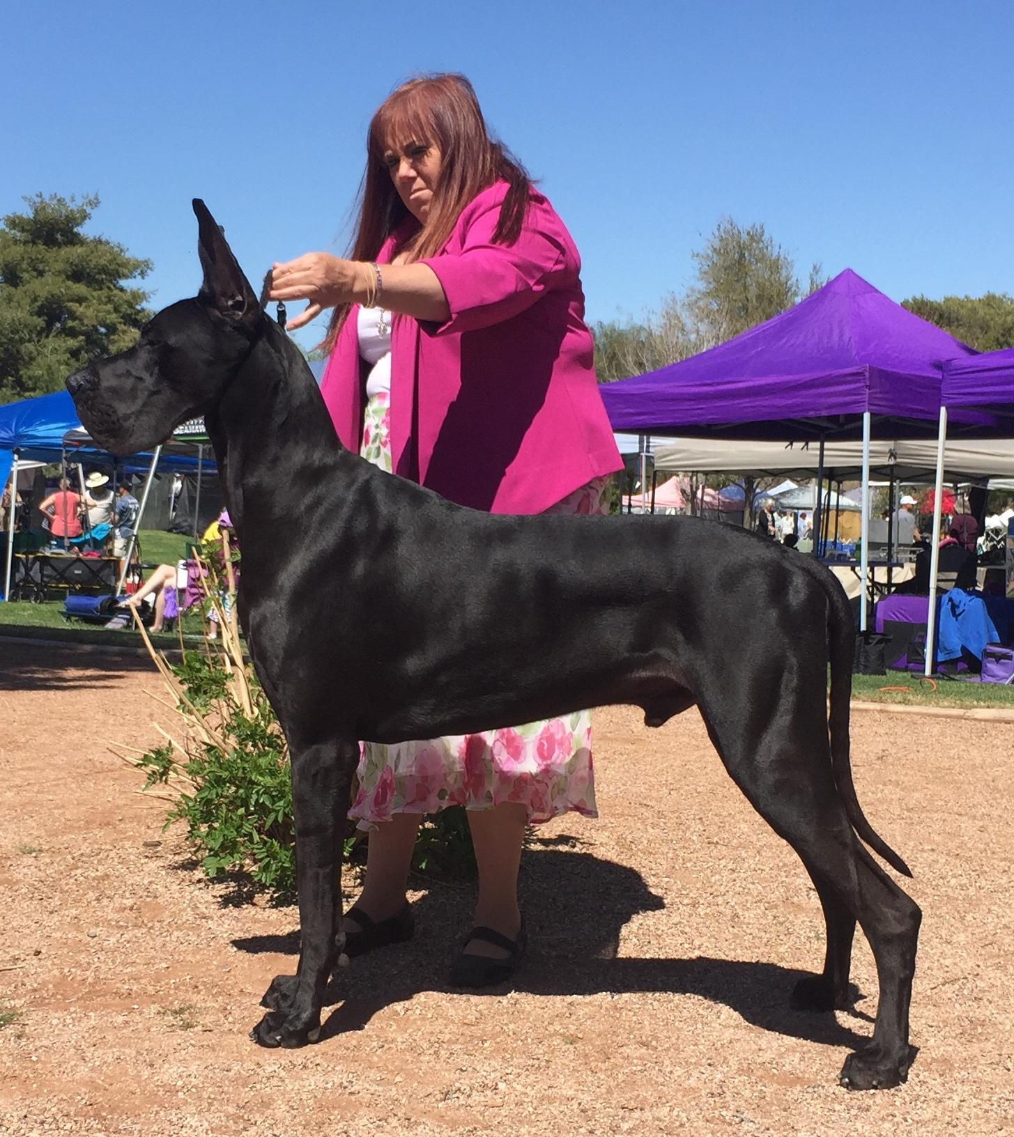 Colra Danes in Arizona | Great Dane puppies | Good Dog