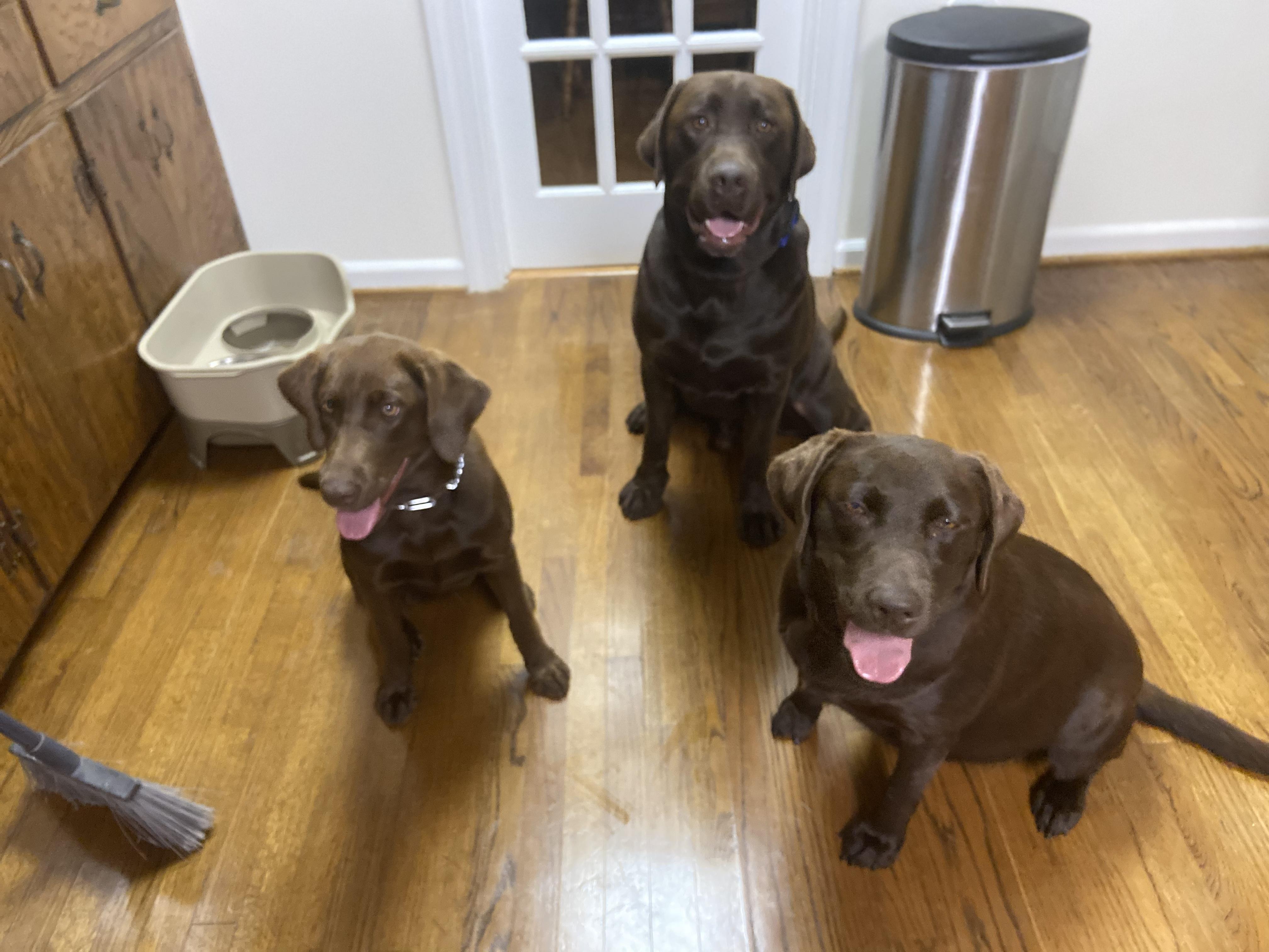 Robert's Labrador Retrievers in Virginia | Labrador Retriever puppies ...