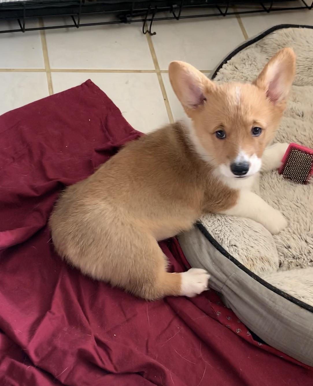 Classy Country Corgis in Tennessee | Pembroke Welsh Corgi and American ...