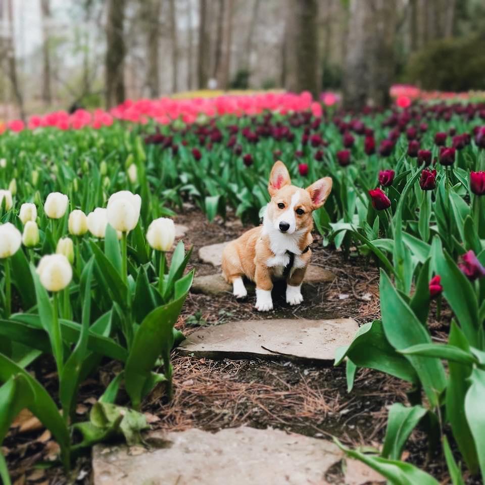 Lucky Pups Corgis in Arkansas | Pembroke Welsh Corgi puppies | Good Dog
