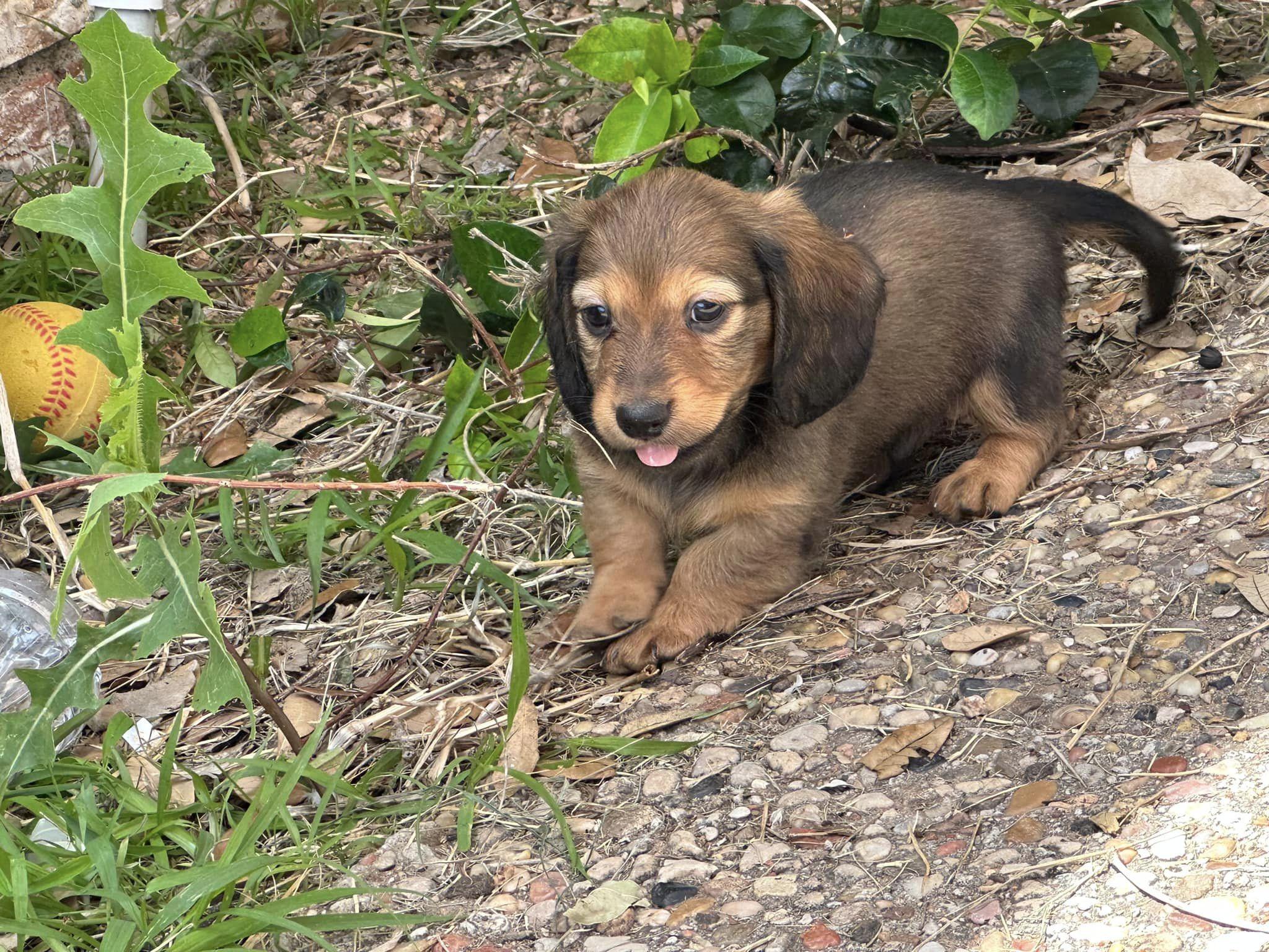 Mustard Seed Kennel in Texas | Dachshund puppies | Good Dog