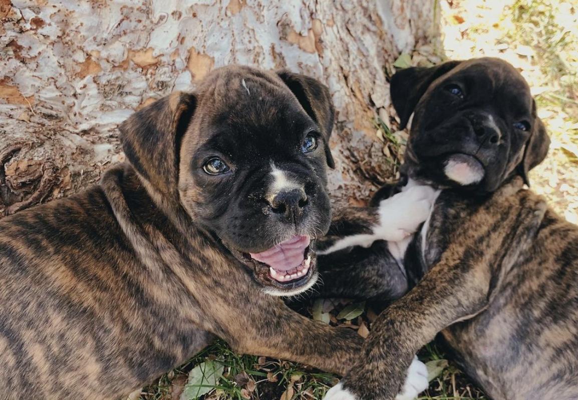 Ally’s Boxer Pups in California | Boxer puppies | Good Dog