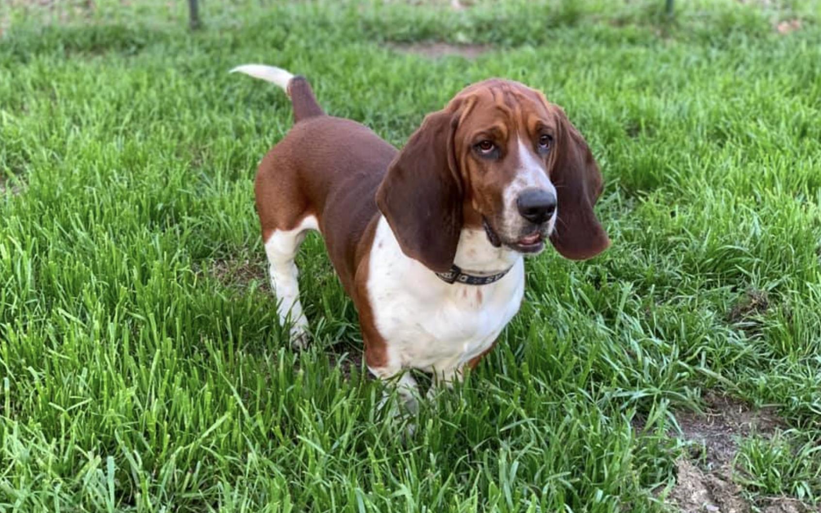 Lil Bratz Bassets in Texas | Basset Hound puppies | Good Dog