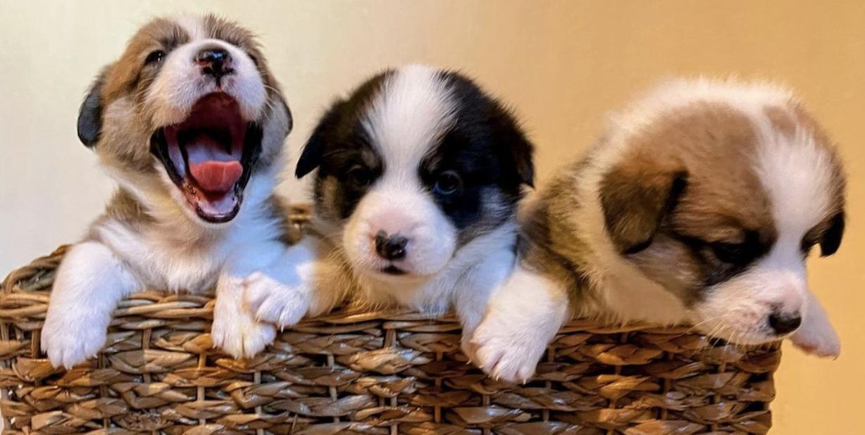 Thistle Bee Awesome Corgi's in California | Pembroke Welsh Corgi ...