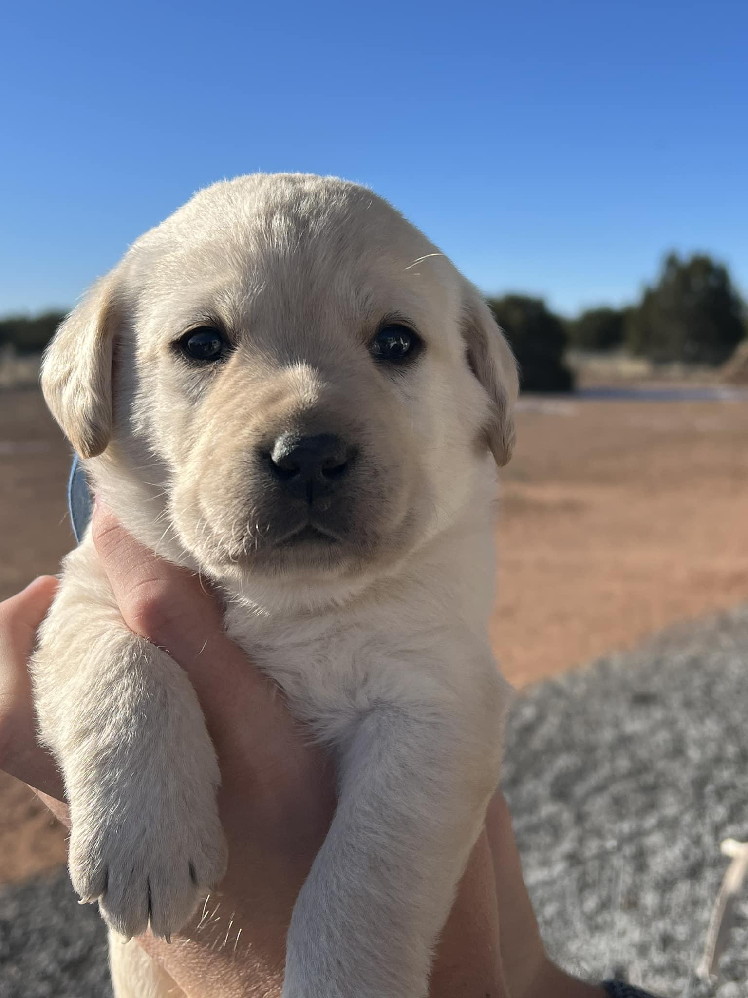 White Mountain Labradors in Arizona | Labrador Retriever puppies | Good Dog