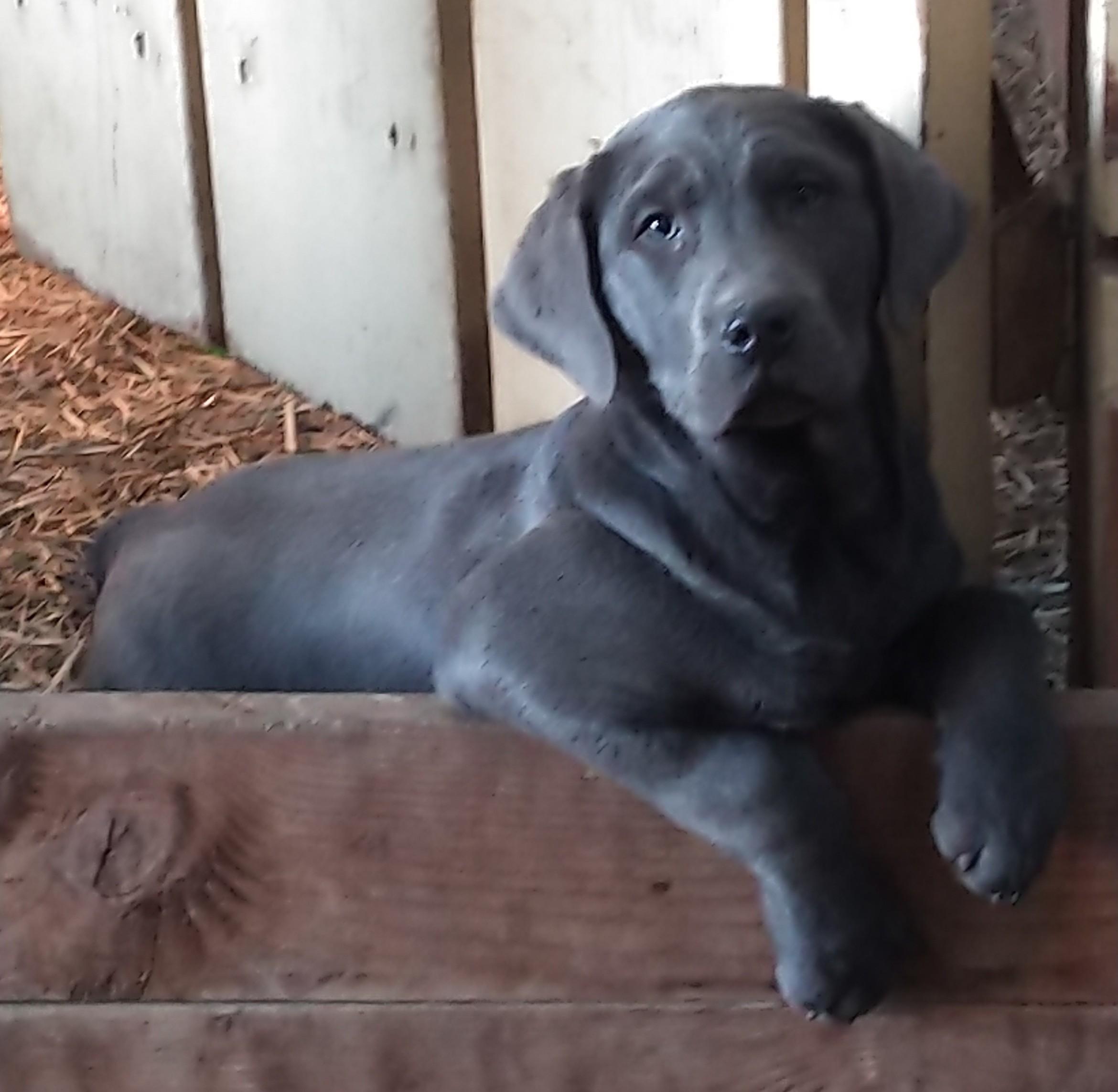 GT Labradors in Oregon | Labrador Retriever and Dilute Retriever ...