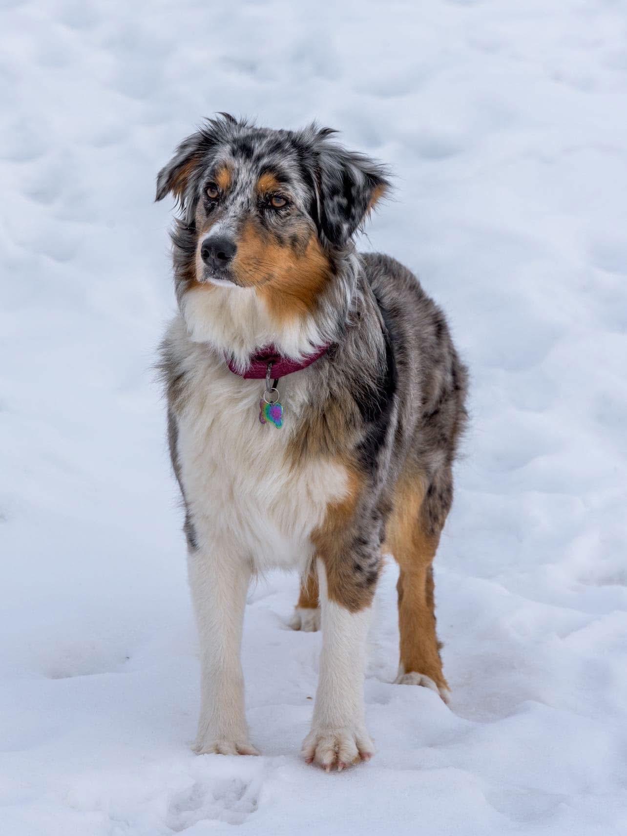 Firefly Aussies & Aussiedoodles in Montana | Australian Shepherd ...