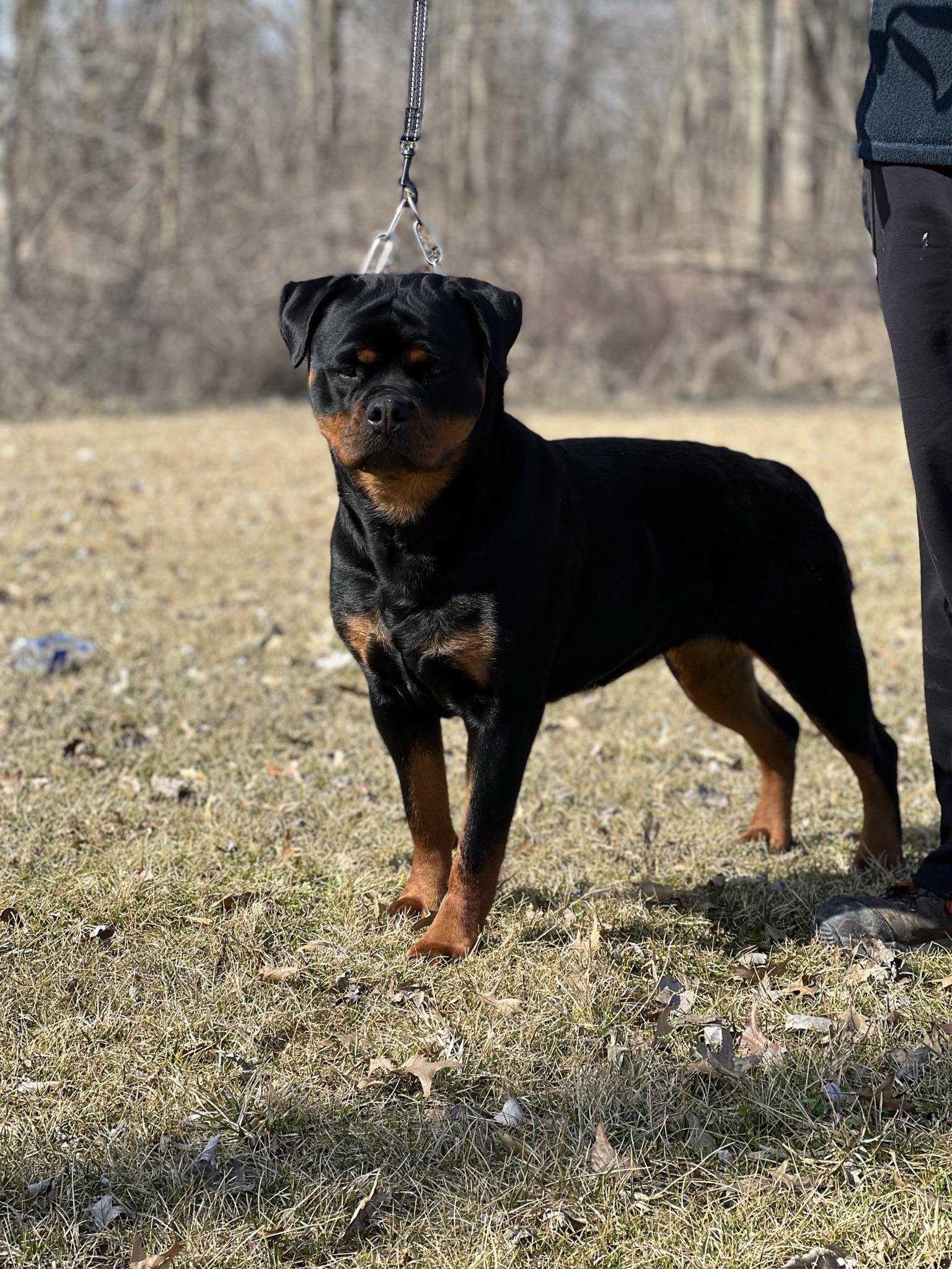 Vom Hause Bishop in Ohio | Rottweiler puppies | Good Dog