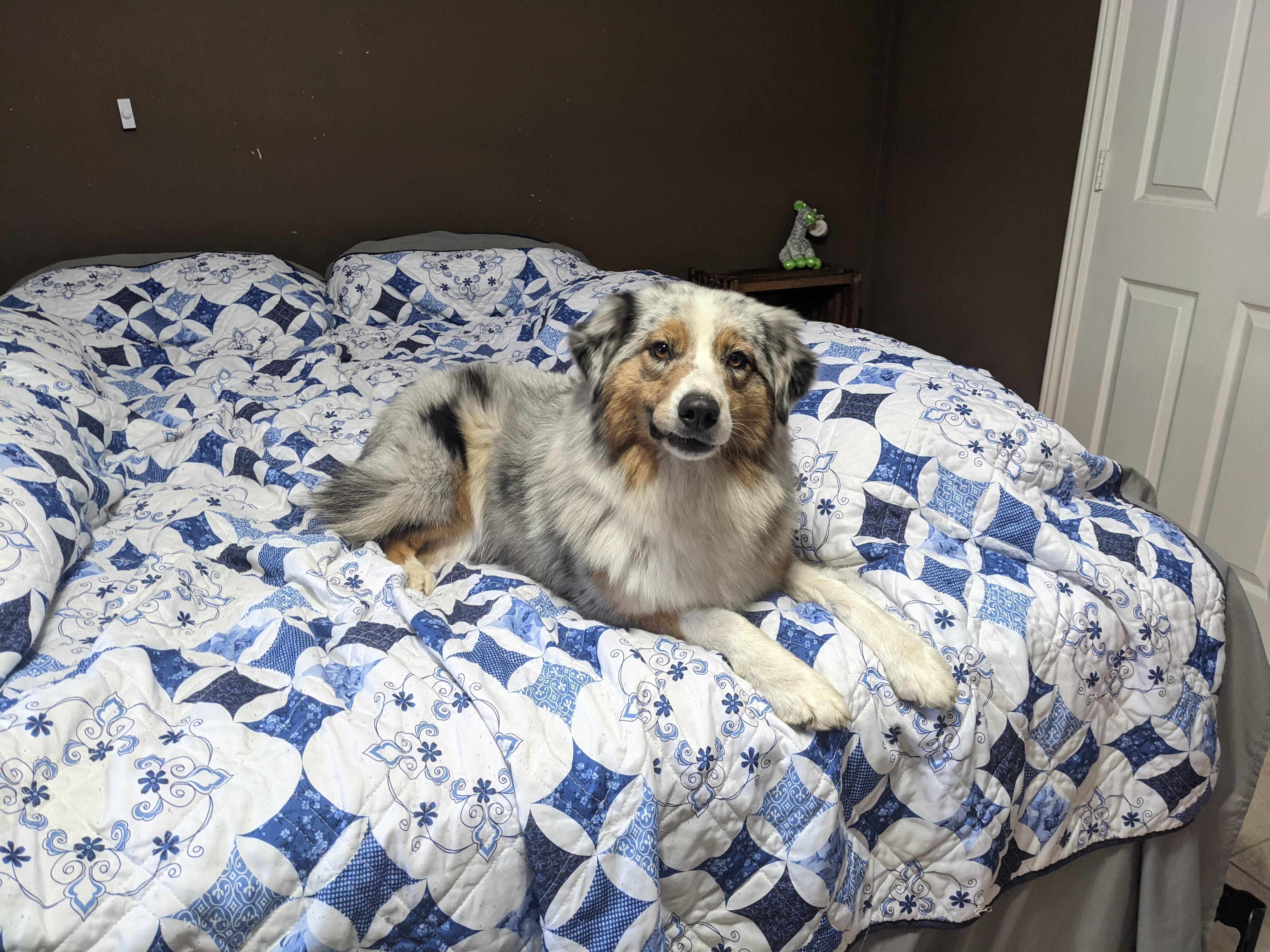 Ronin Aussies in Kansas | Australian Shepherd puppies | Good Dog