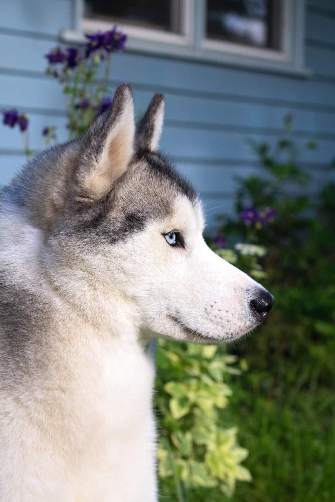 Canace Siberians in Washington | Siberian Husky puppies | Good Dog