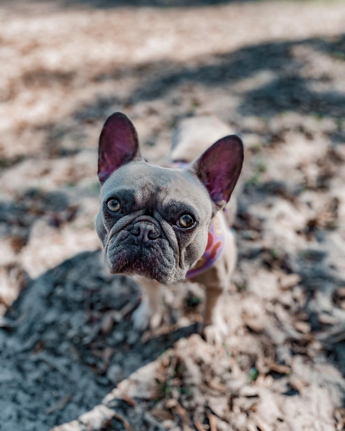 Old Fashioned Frenchies in Florida | French Bulldog puppies | Good Dog