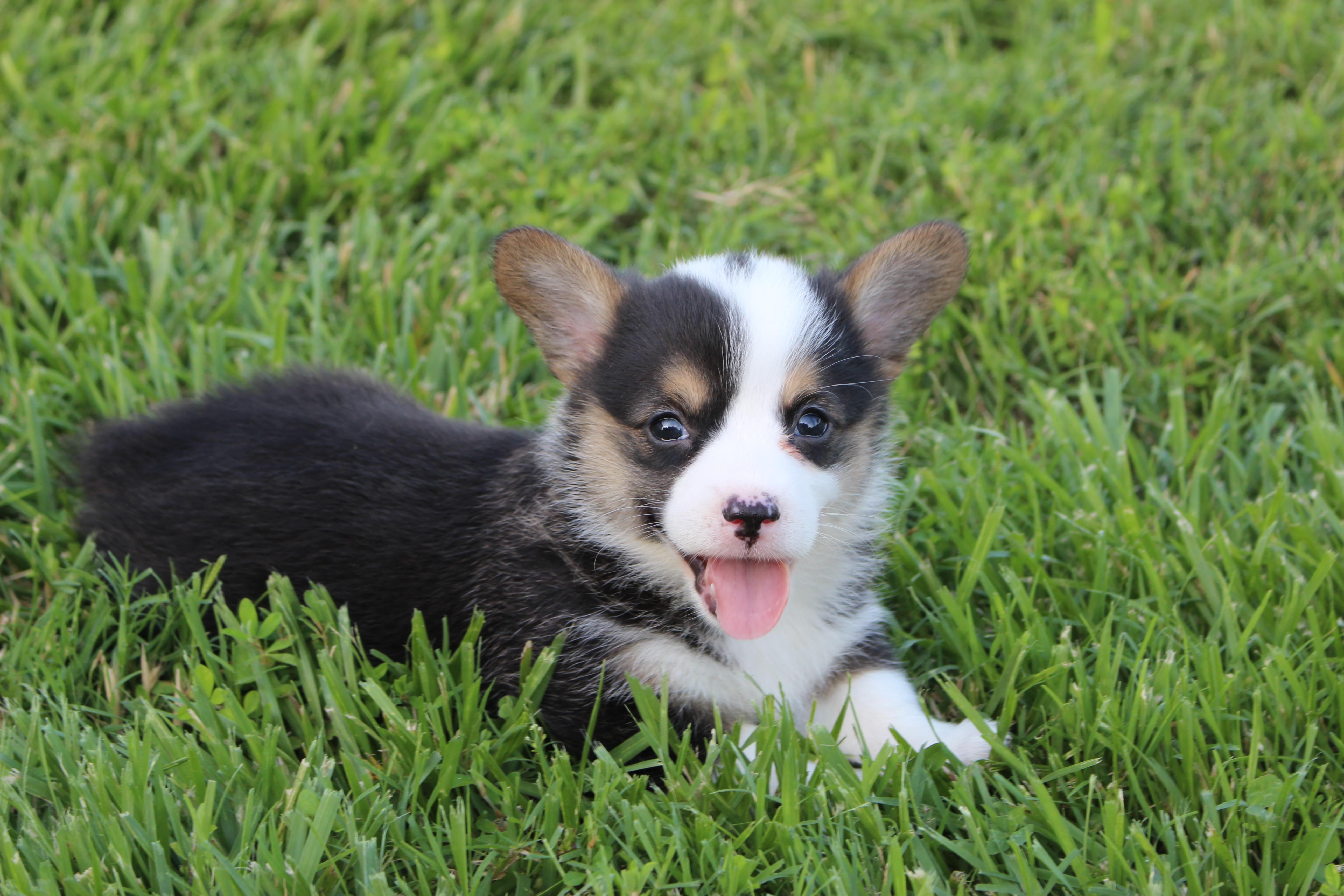 Rafter M Corgis in Oklahoma | Pembroke Welsh Corgi puppies | Good Dog