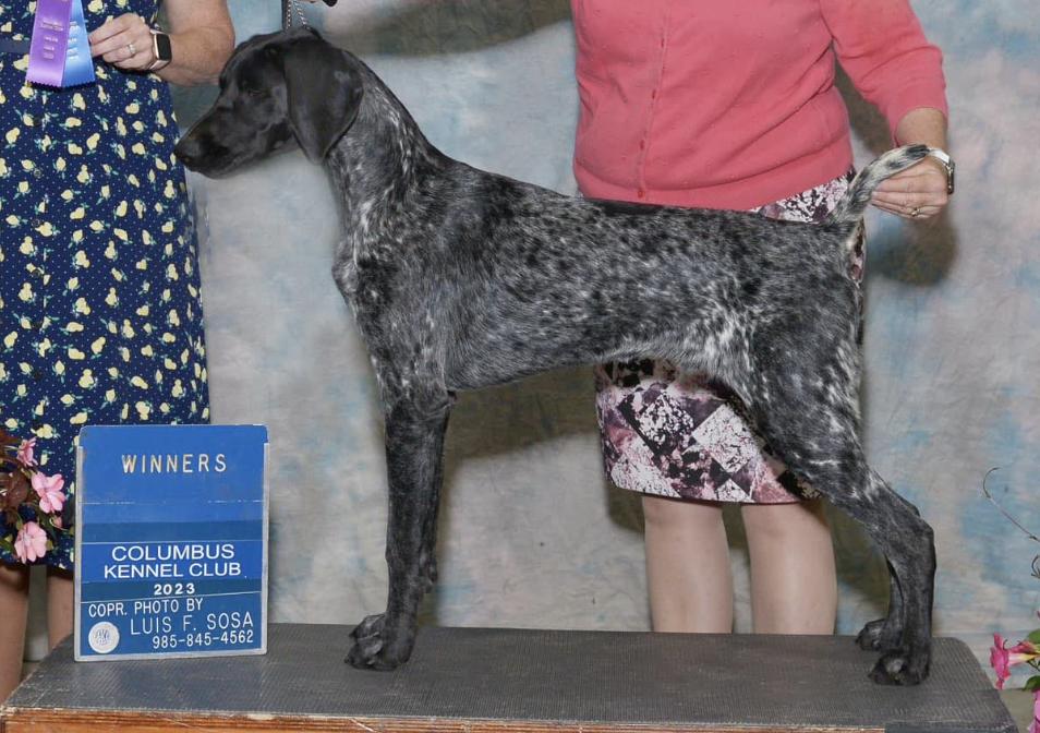 Bear River Mini American Shepherds in Alabama | German Shorthaired ...