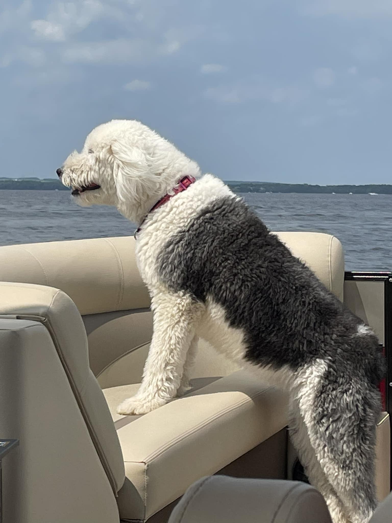 Skycloud Sheepadoodles in Arizona | Sheepadoodle puppies | Good Dog