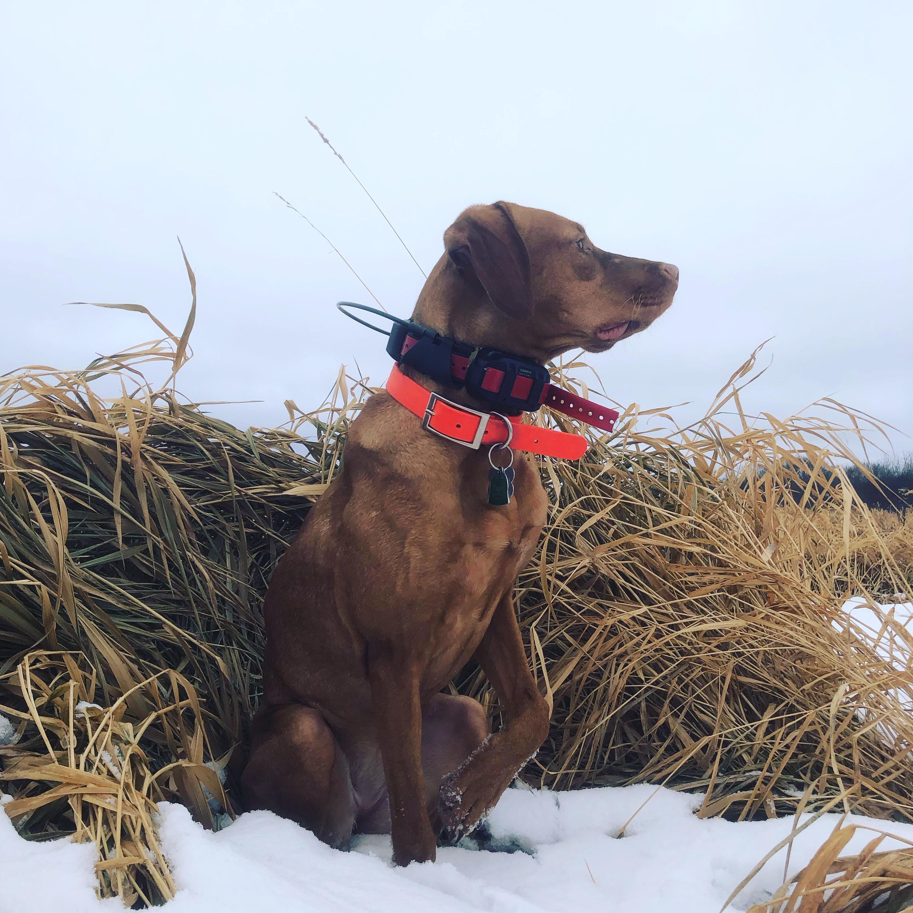 River Falls Kennel in New York | Vizsla puppies | Good Dog