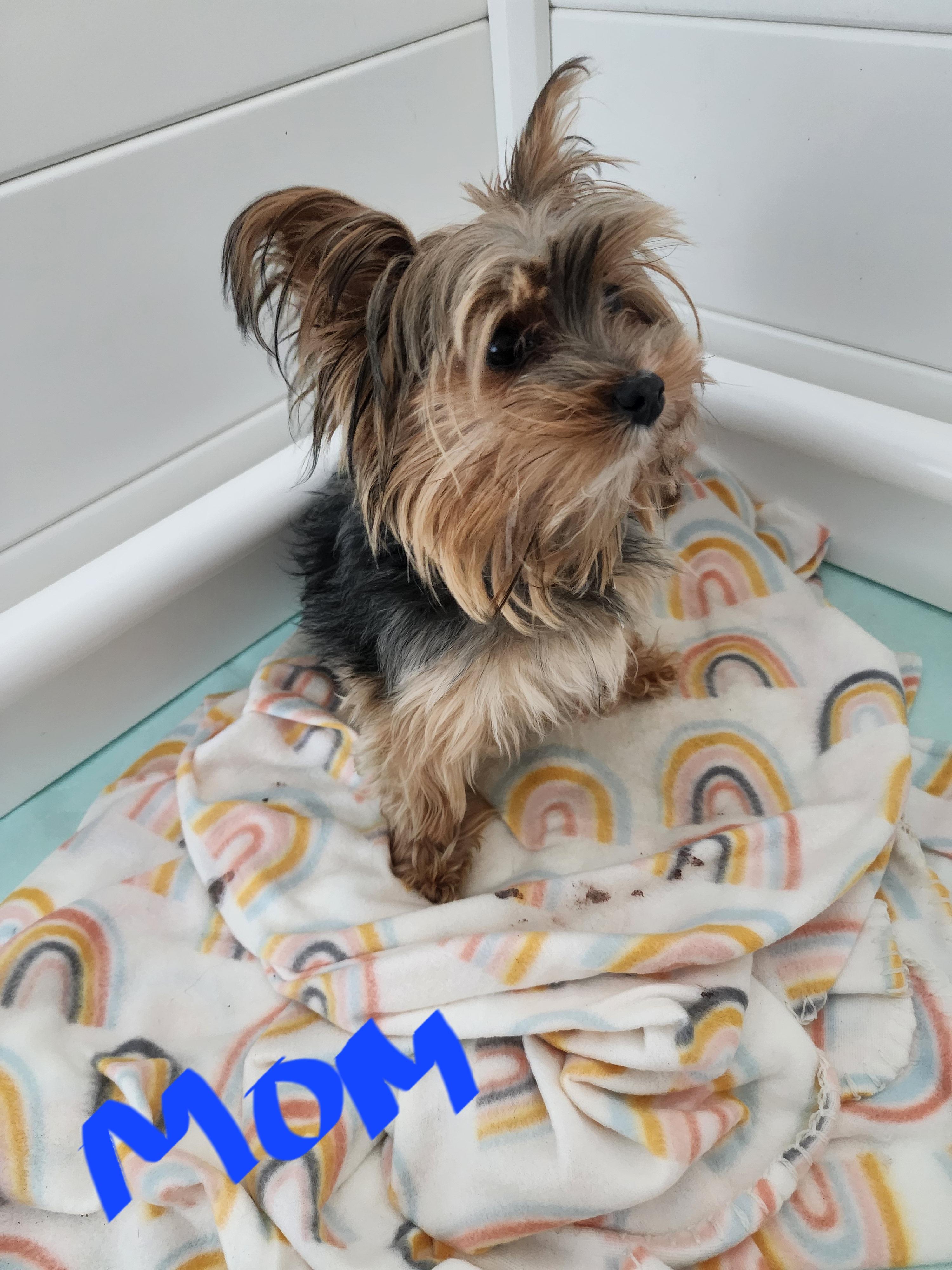Happy Tails Farms in Pennsylvania | Yorkshire Terrier puppies | Good Dog