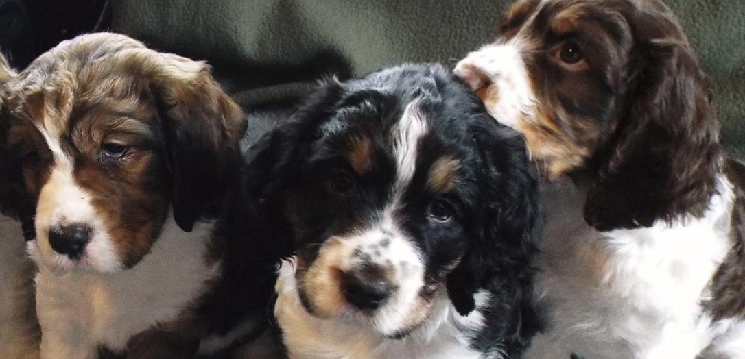 GNLS SPRINGERS in Michigan | English Springer Spaniel puppies | Good Dog