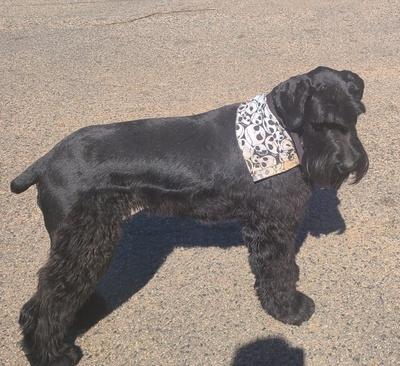 Sorrells Giant Schnauzer in Oklahoma | Giant Schnauzer puppies | Good Dog