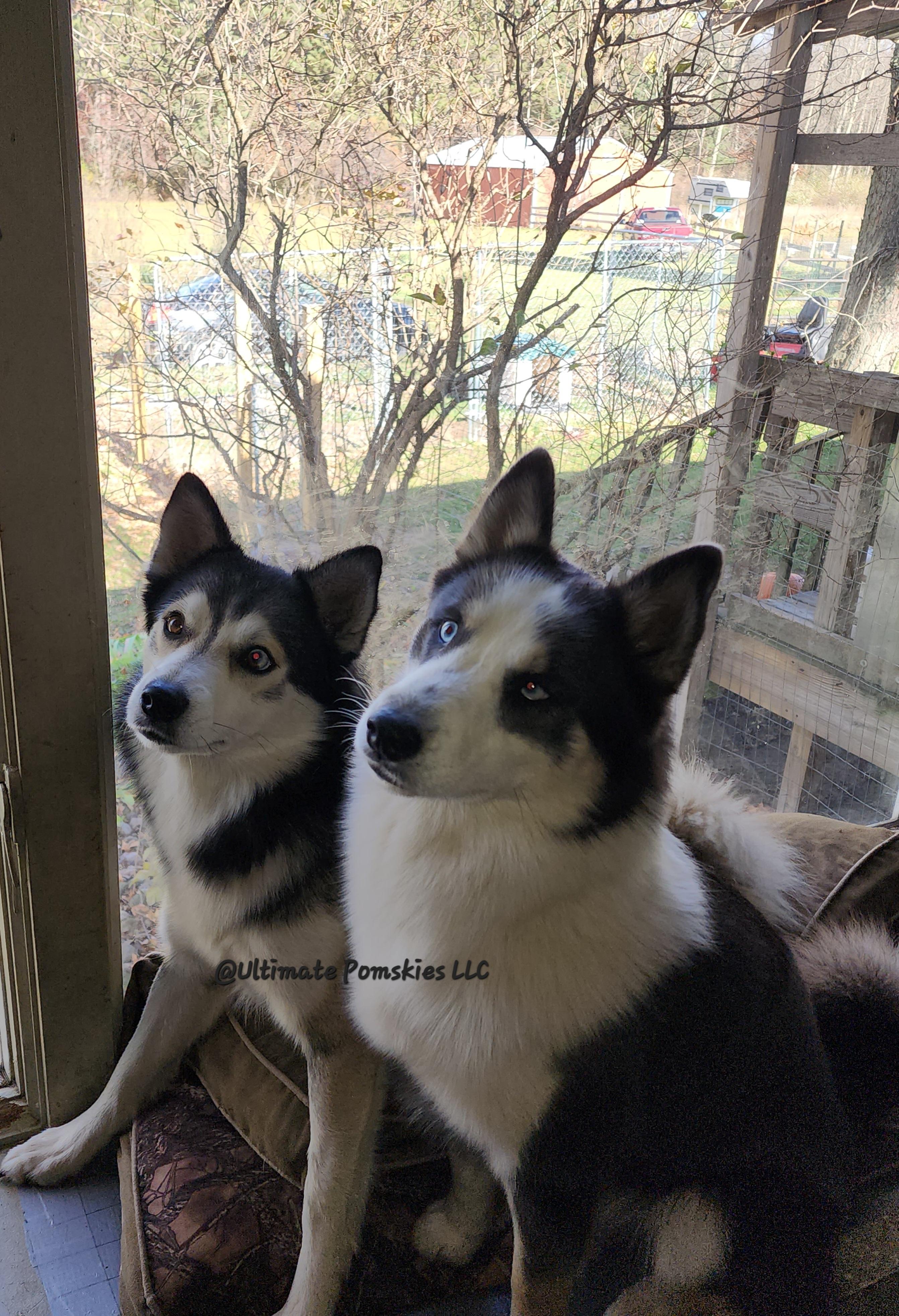 Ultimate Pomskies LLC in Michigan | Pomsky puppies | Good Dog