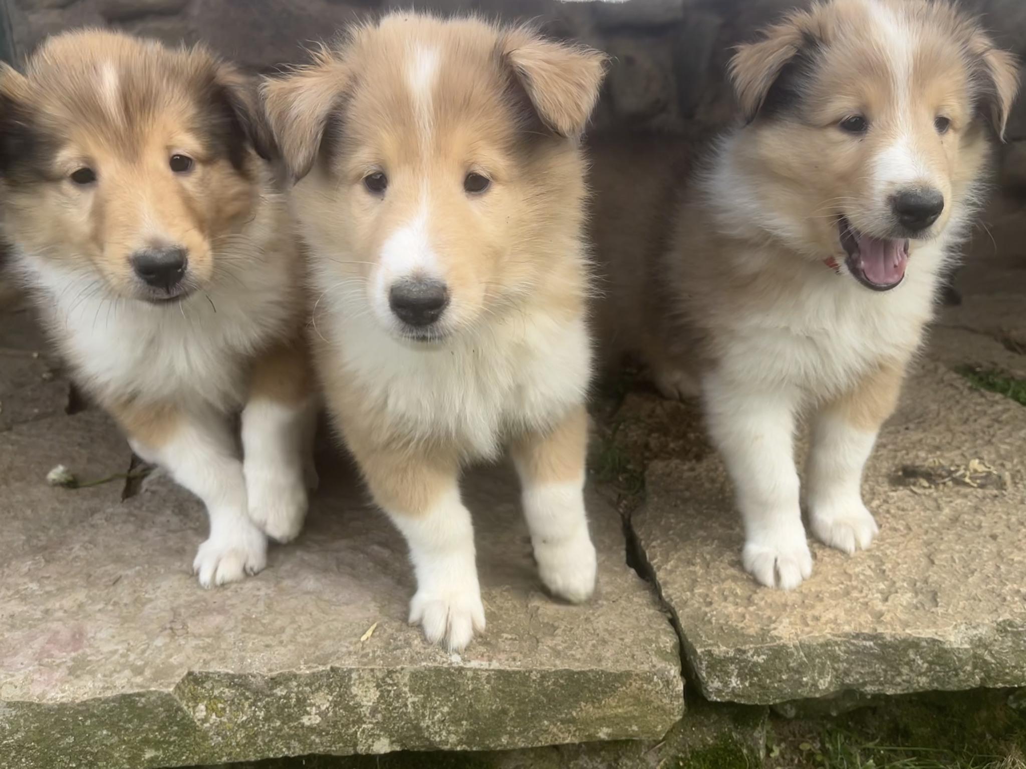 Sandy Acres Farm in Michigan | Collie puppies | Good Dog