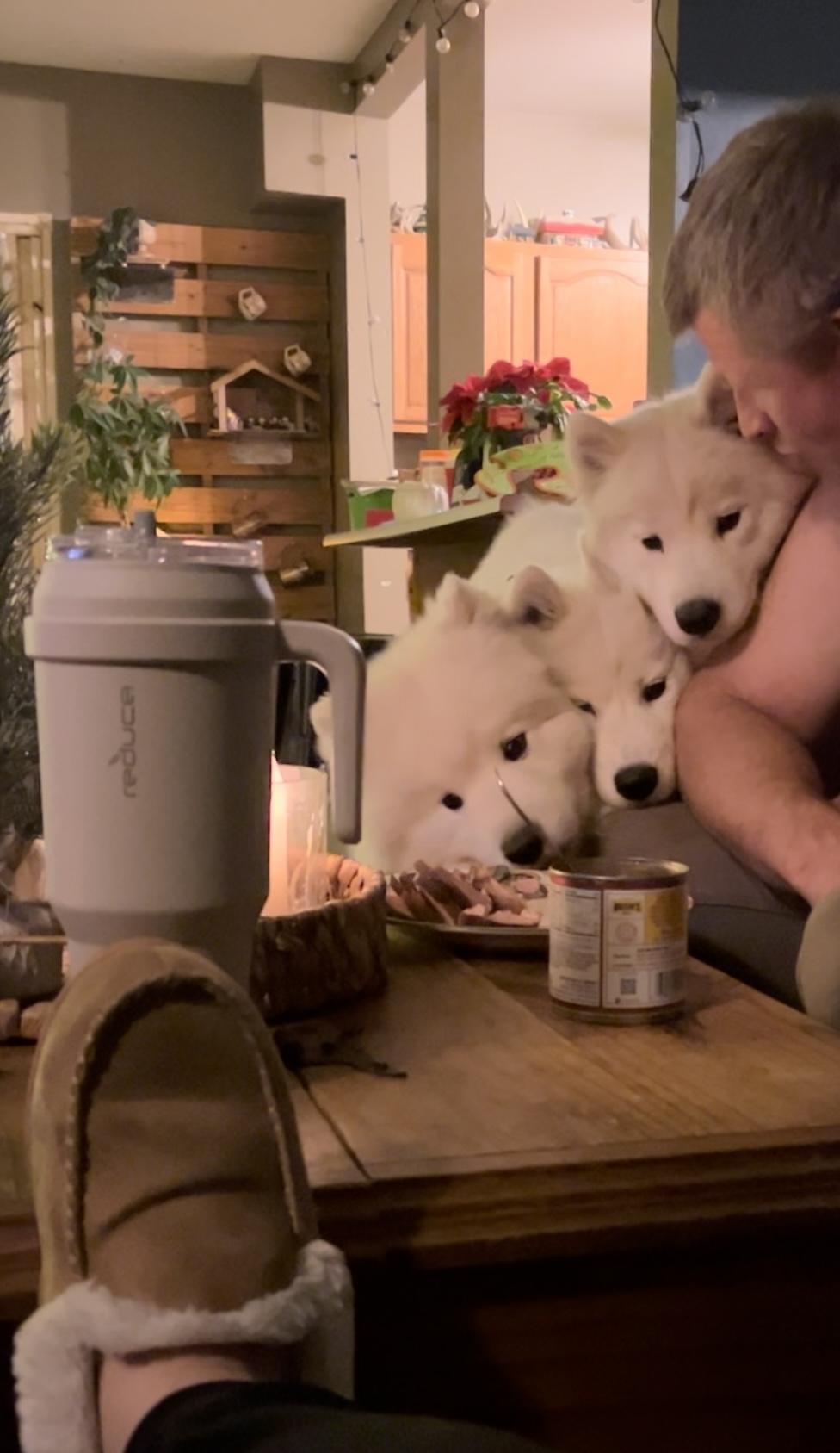 Sandhills Samoyeds in Nebraska | Samoyed puppies | Good Dog