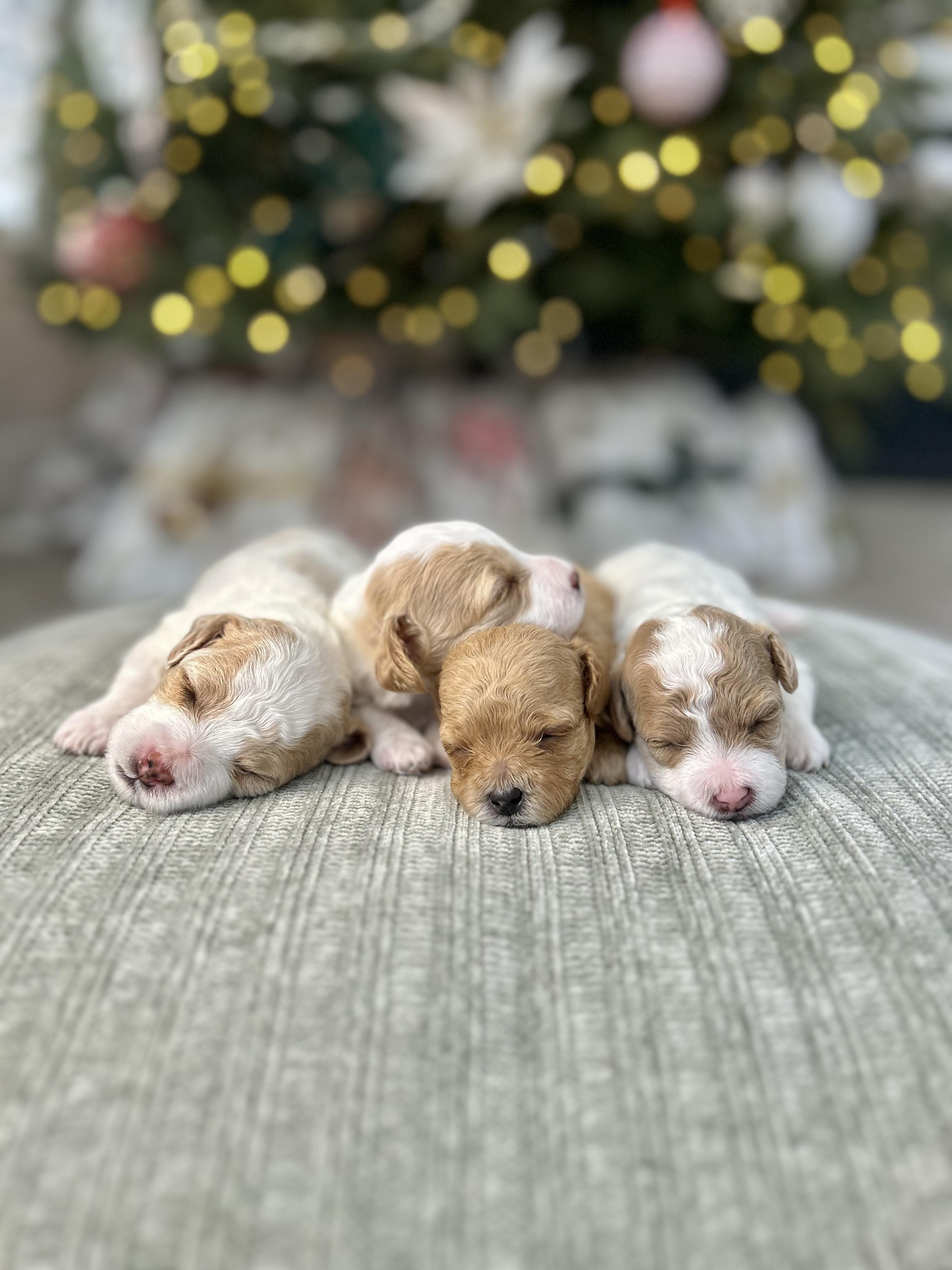 Micro Cavapoos in Utah | Cavapoo puppies | Good Dog