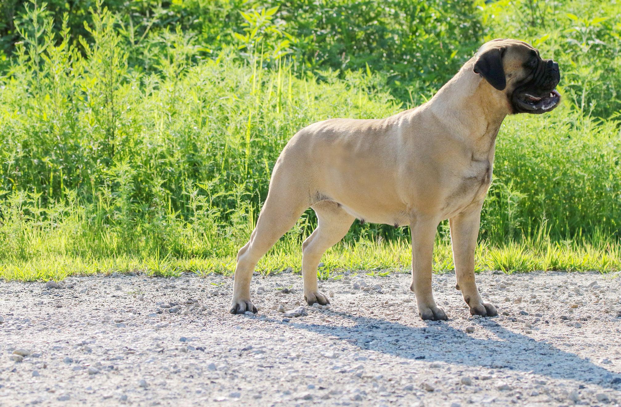 Amulet Bullmastiffs in Massachusetts | Bullmastiff puppies | Good Dog