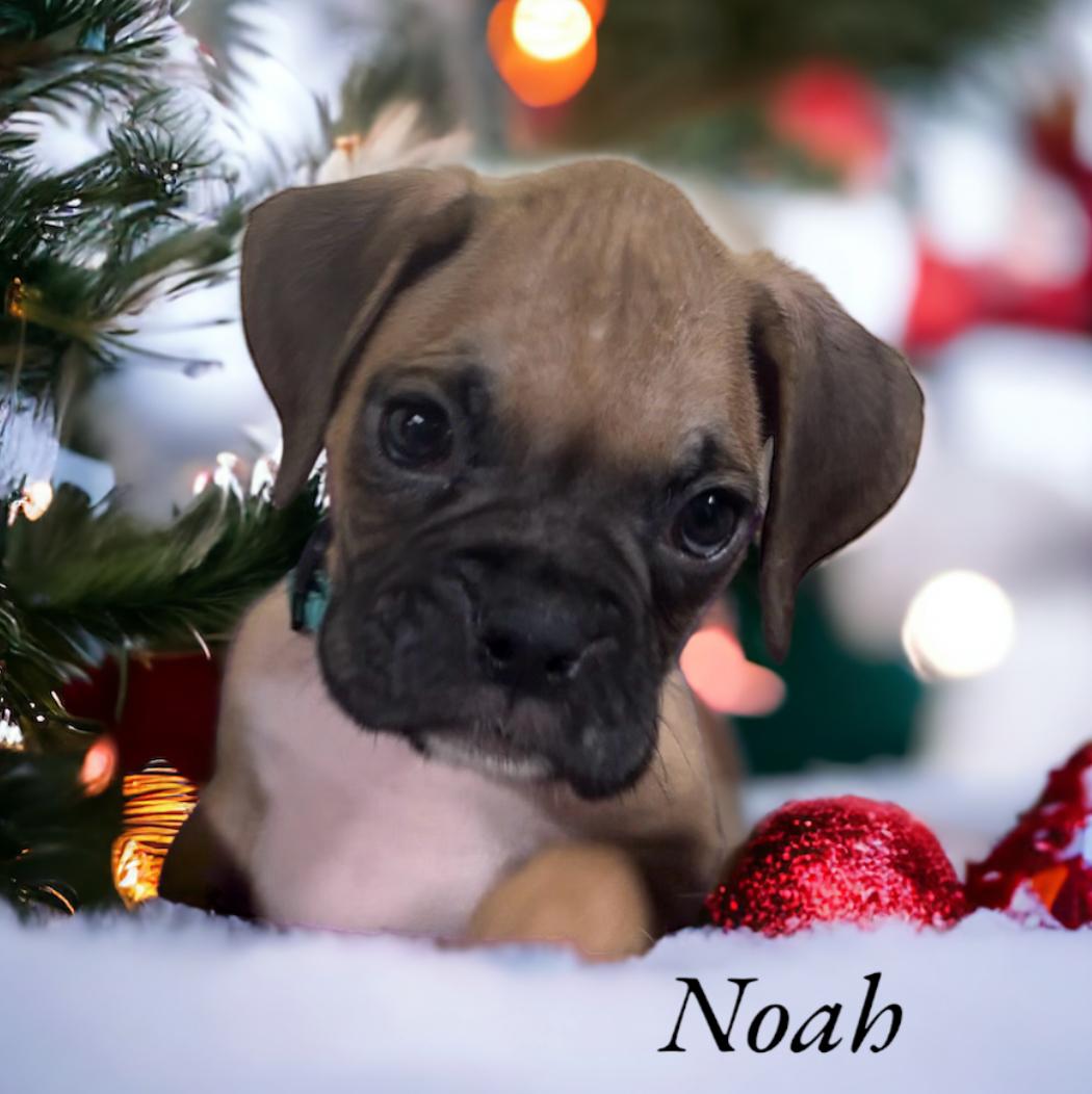 Black Dymond Boxers in California | Boxer puppies | Good Dog