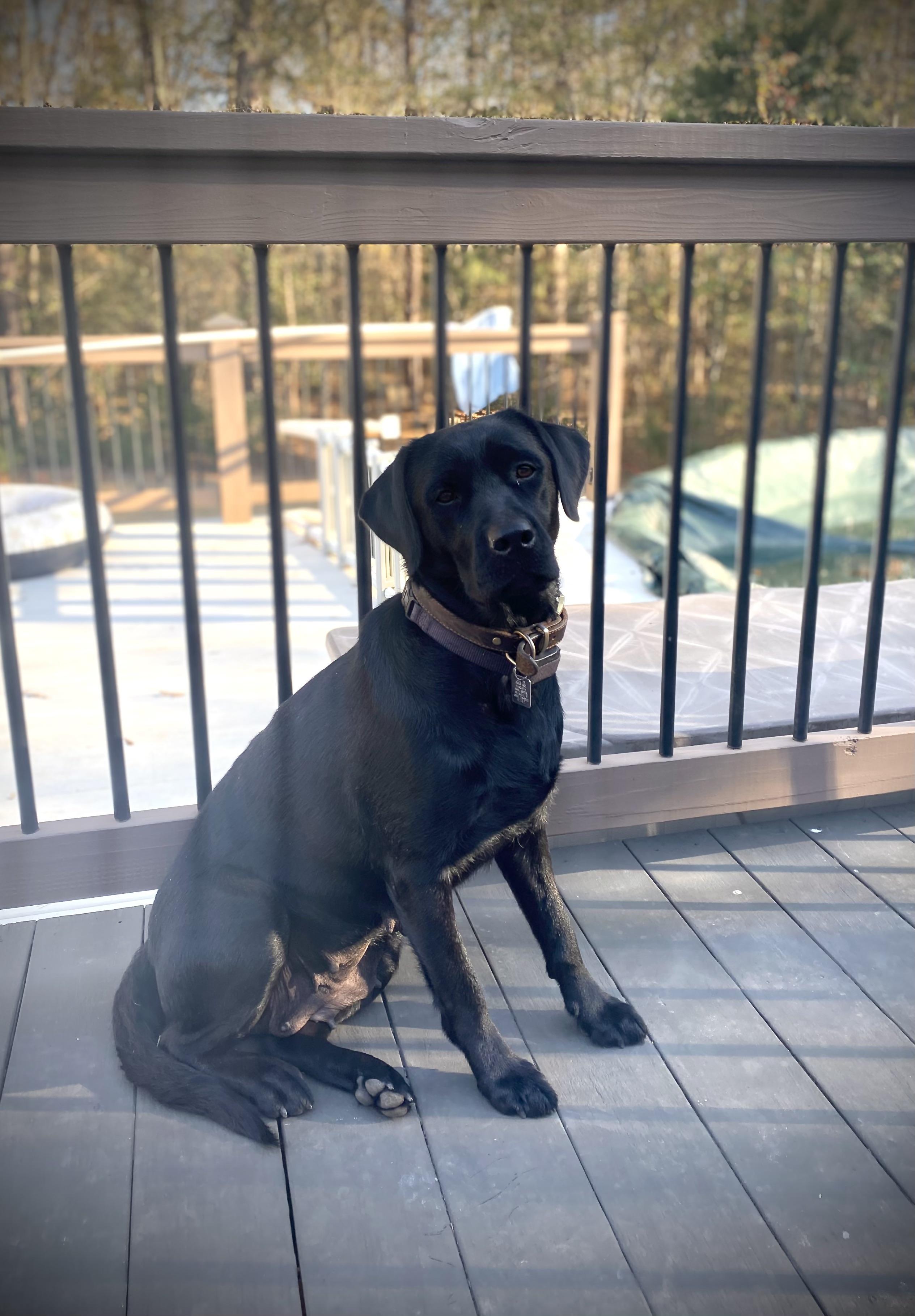 Peachey Labradors in South Carolina | Labrador Retriever puppies | Good Dog