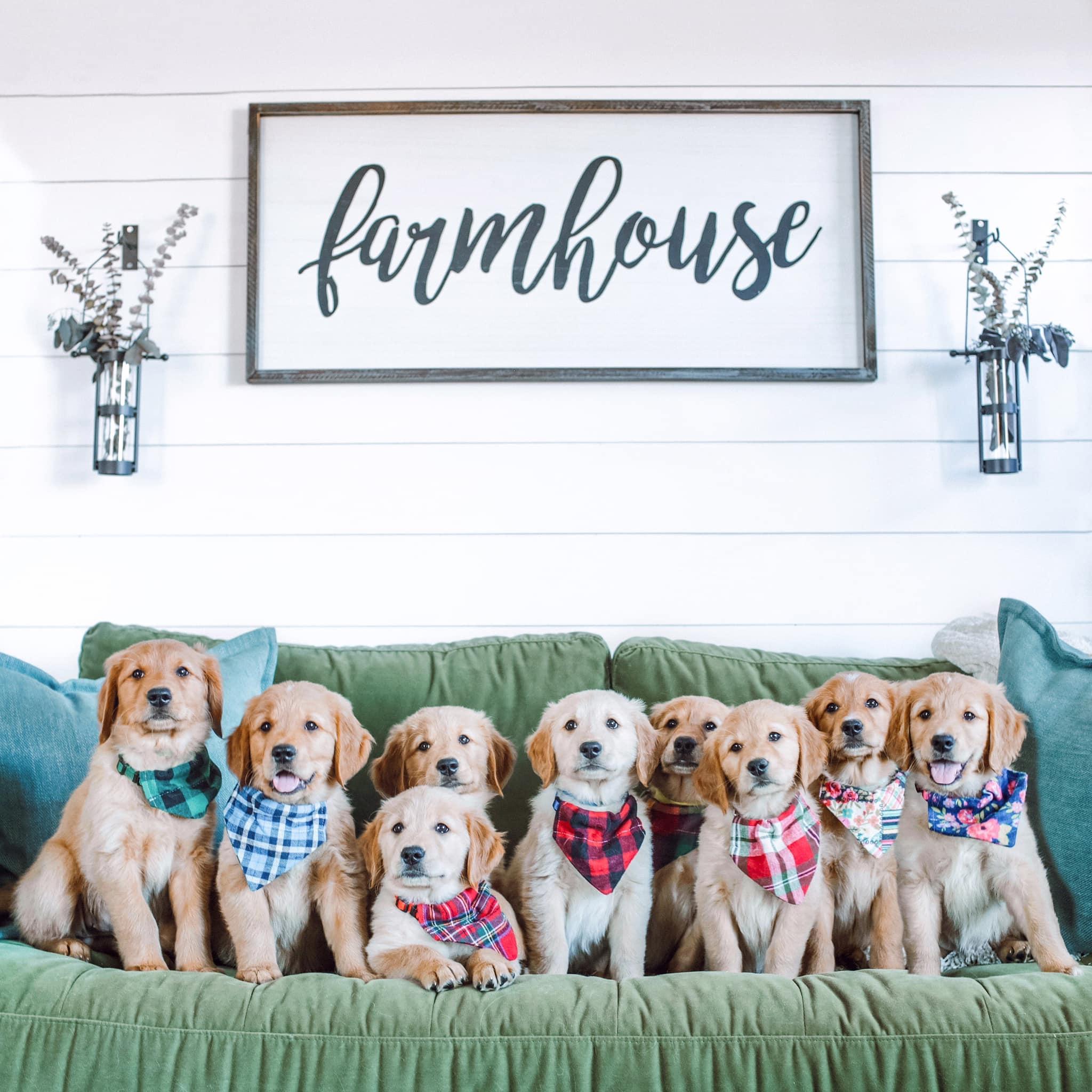 Roberds Farm Golden Retrievers in Michigan | Golden Retriever and ...