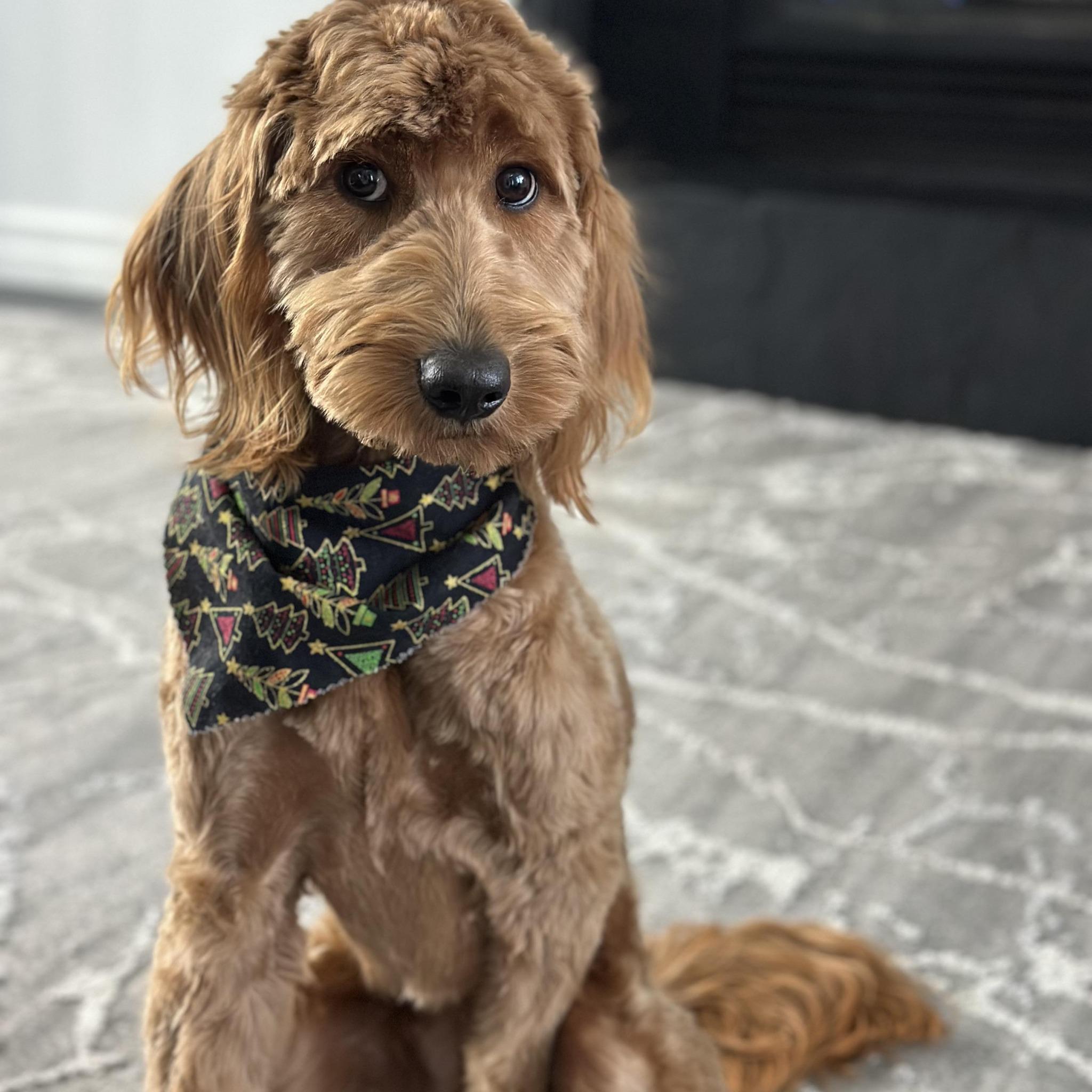 Goldendoodles on the Prairie in Washington | Goldendoodle puppies ...