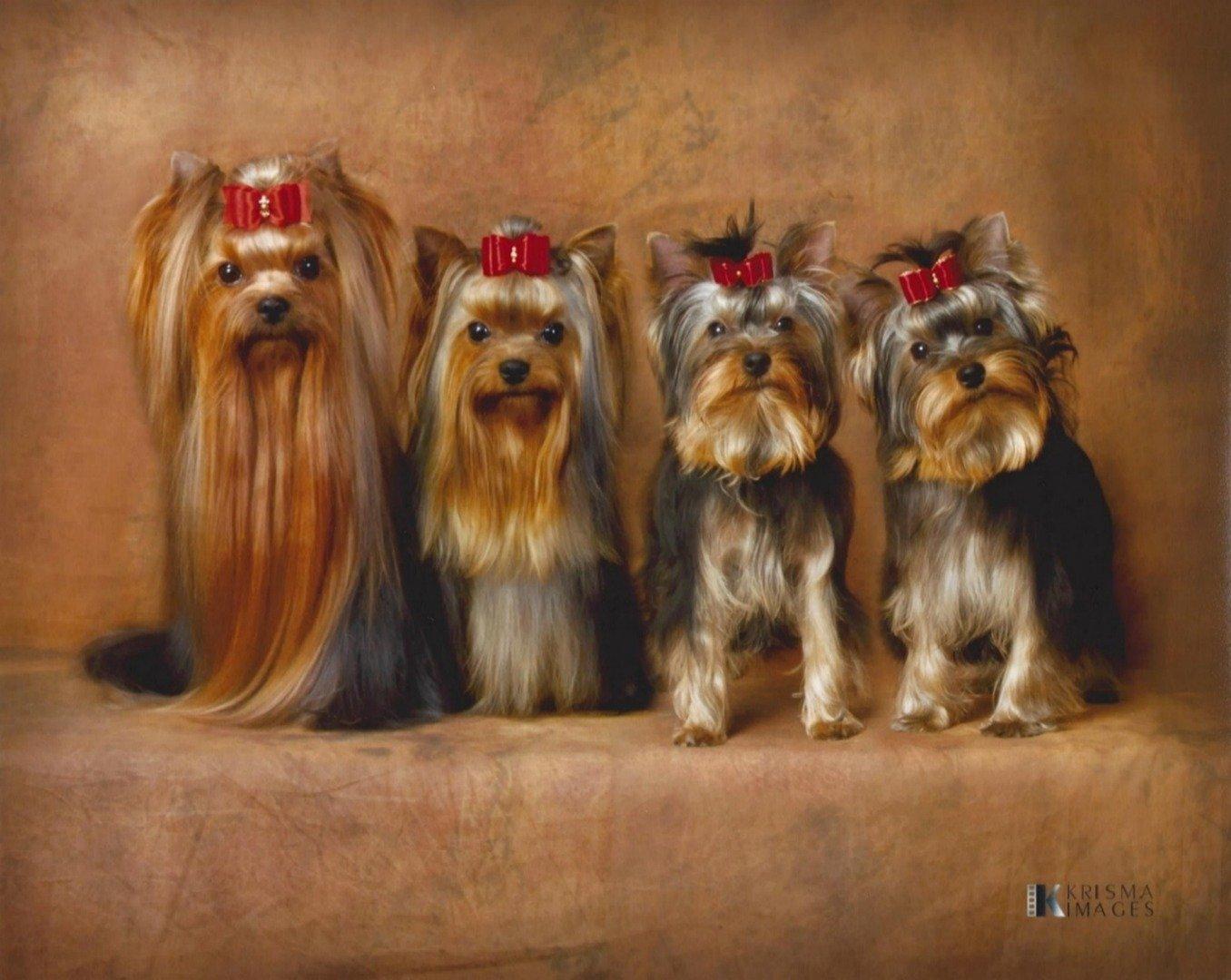 TyAva Yorkies in Georgia | Yorkshire Terrier puppies | Good Dog