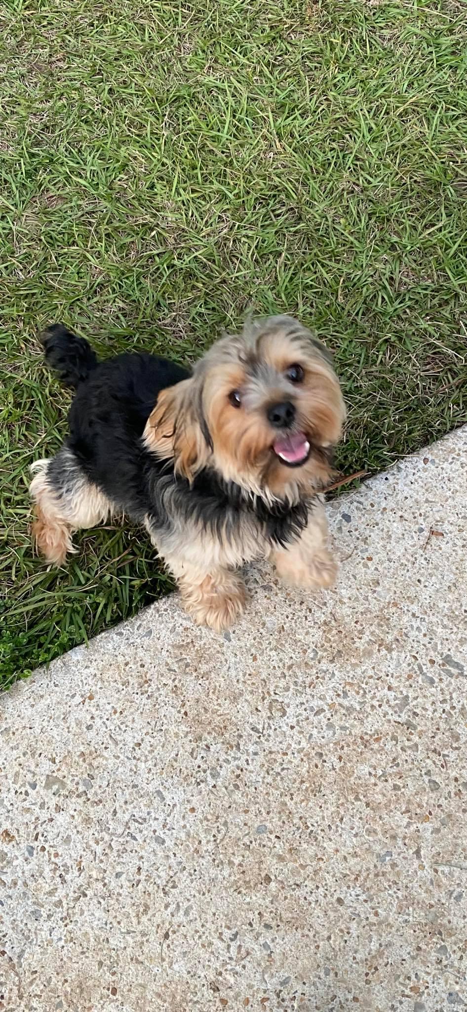 Yorkie Patch Kennels in Florida | Yorkshire Terrier puppies | Good Dog