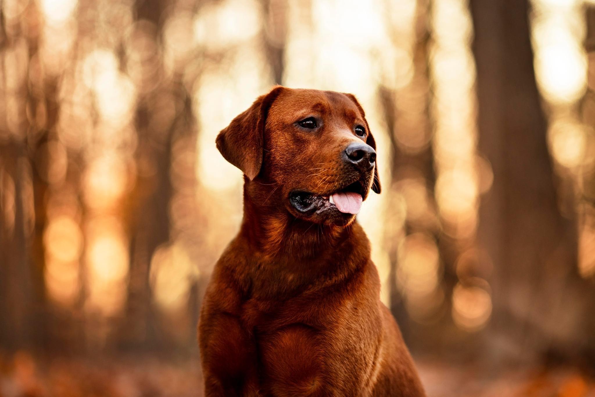 Matoskah Meadows Labradors in Michigan | Labrador Retriever puppies ...