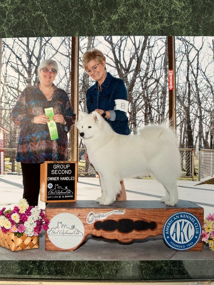 Arctic Edge Samoyeds in Indiana | Samoyed puppies | Good Dog