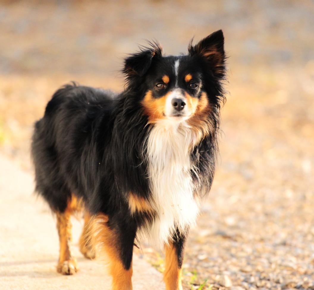 KBAR Mini Aussies in Ohio | Miniature Australian Shepherd puppies ...