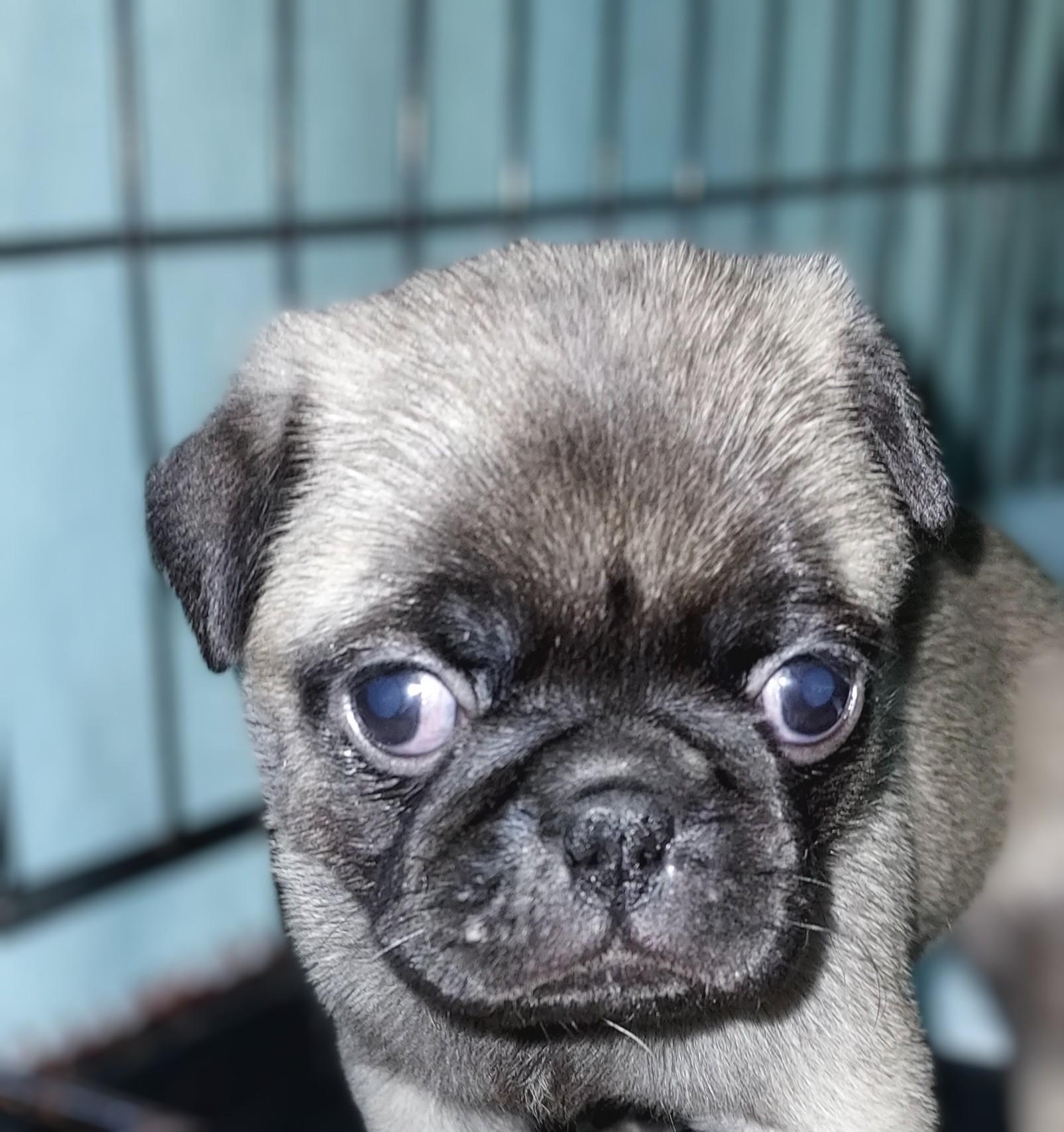 Patches Pugs in Indiana | Pug puppies | Good Dog