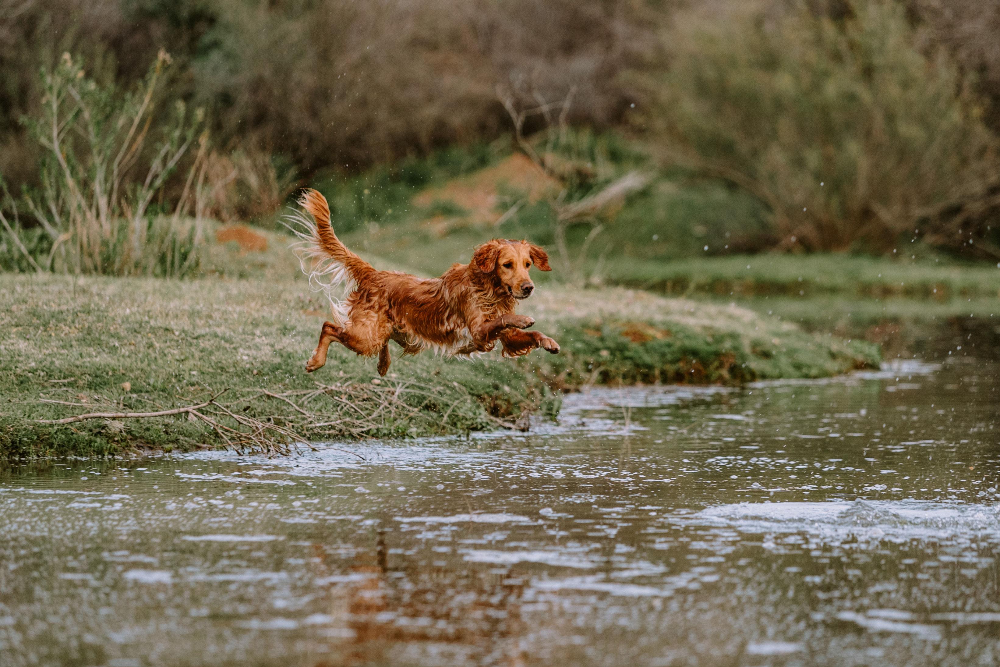 Bullet Retrievers in Arizona | Golden Retriever puppies | Good Dog