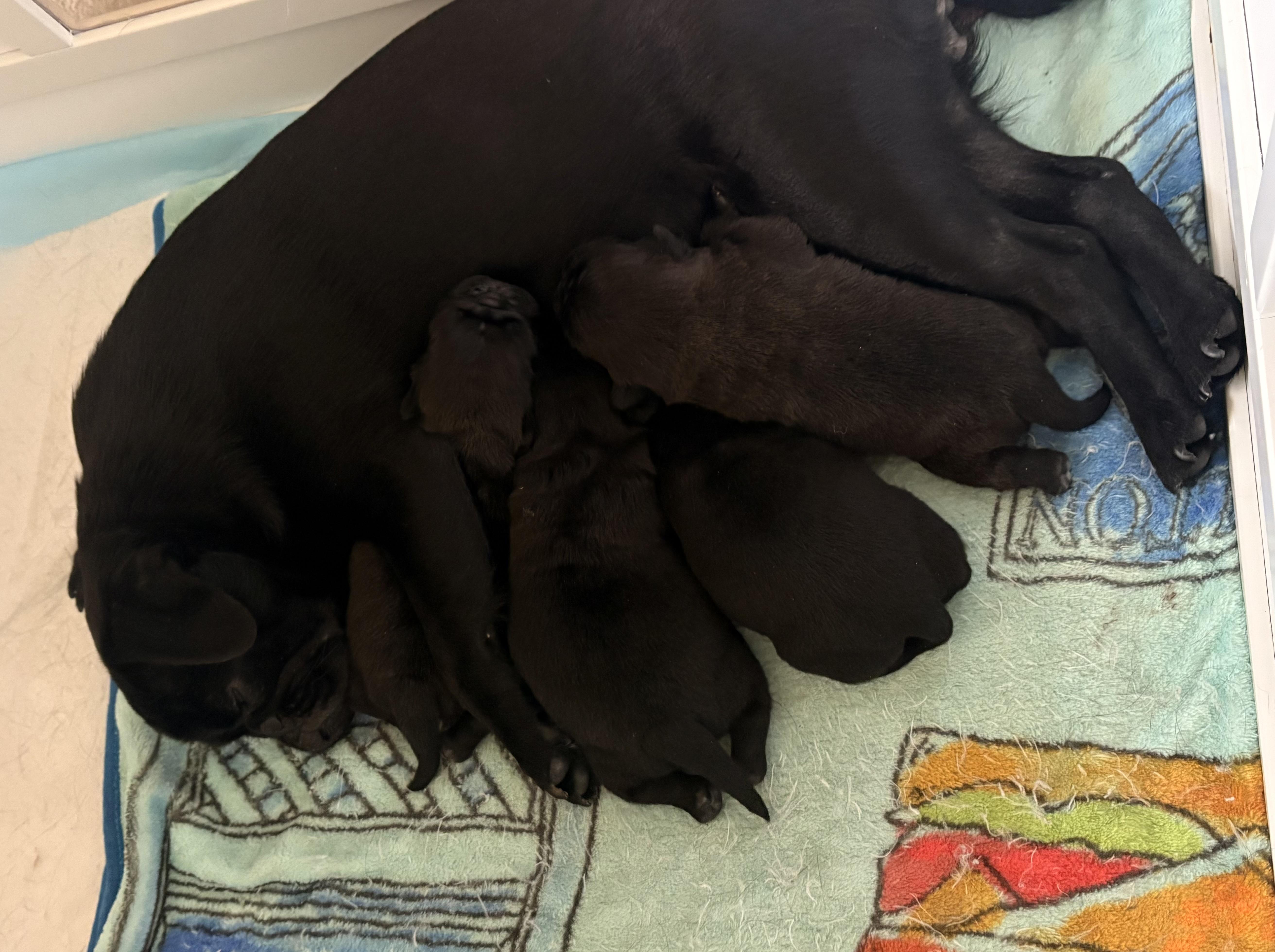 Double Dutch Pug Co. in Ohio | Pug puppies | Good Dog