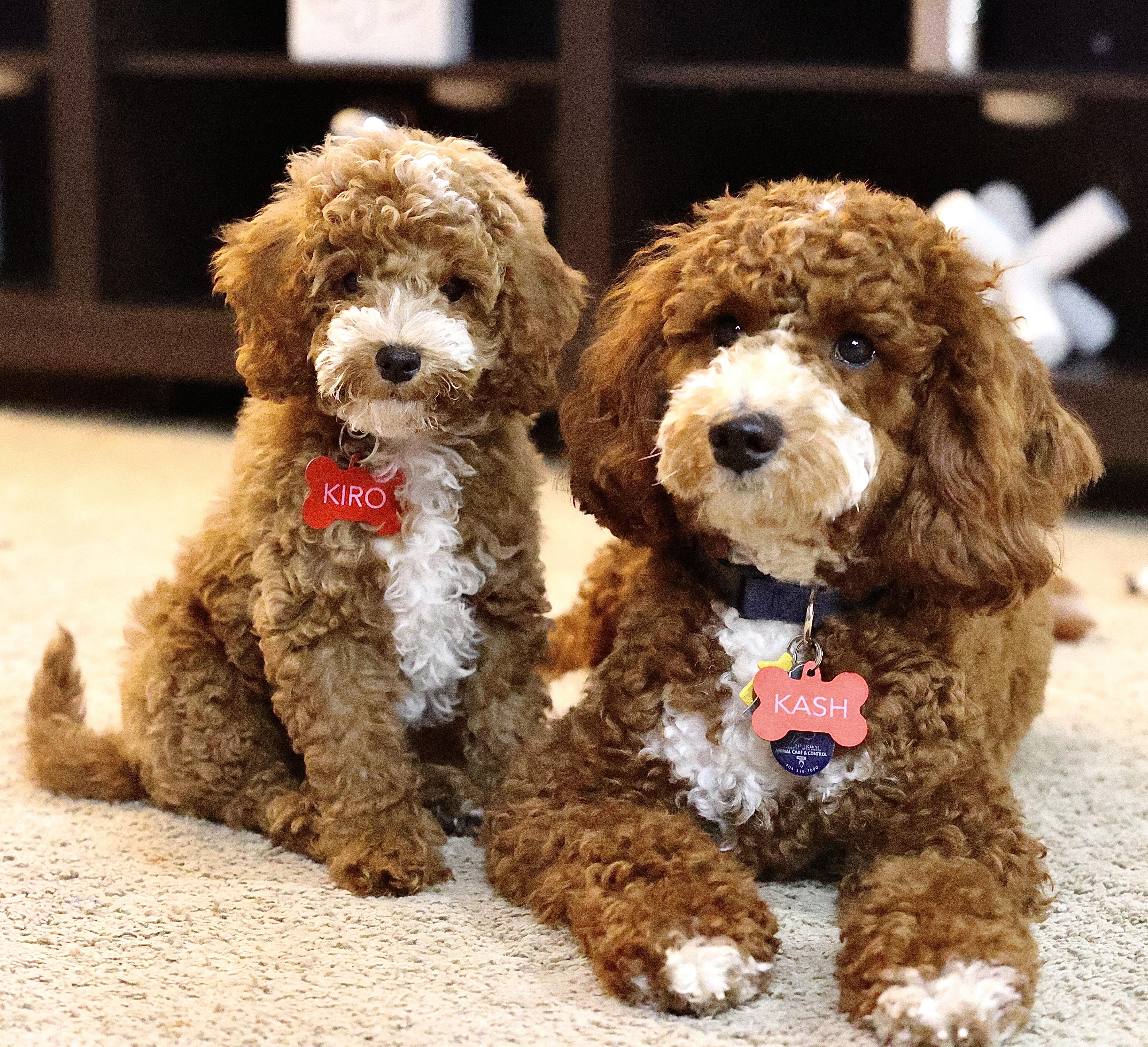 4goldendoodles in Tennessee | Bernedoodle, Goldendoodle or Poodle ...