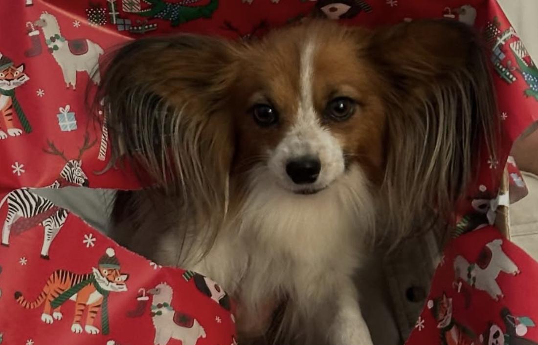 Dogwood Papillons in Missouri | Papillon puppies | Good Dog