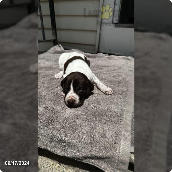 Rita's German Shorthaired Pointers & Pembroke Welsh Corgis in New York ...