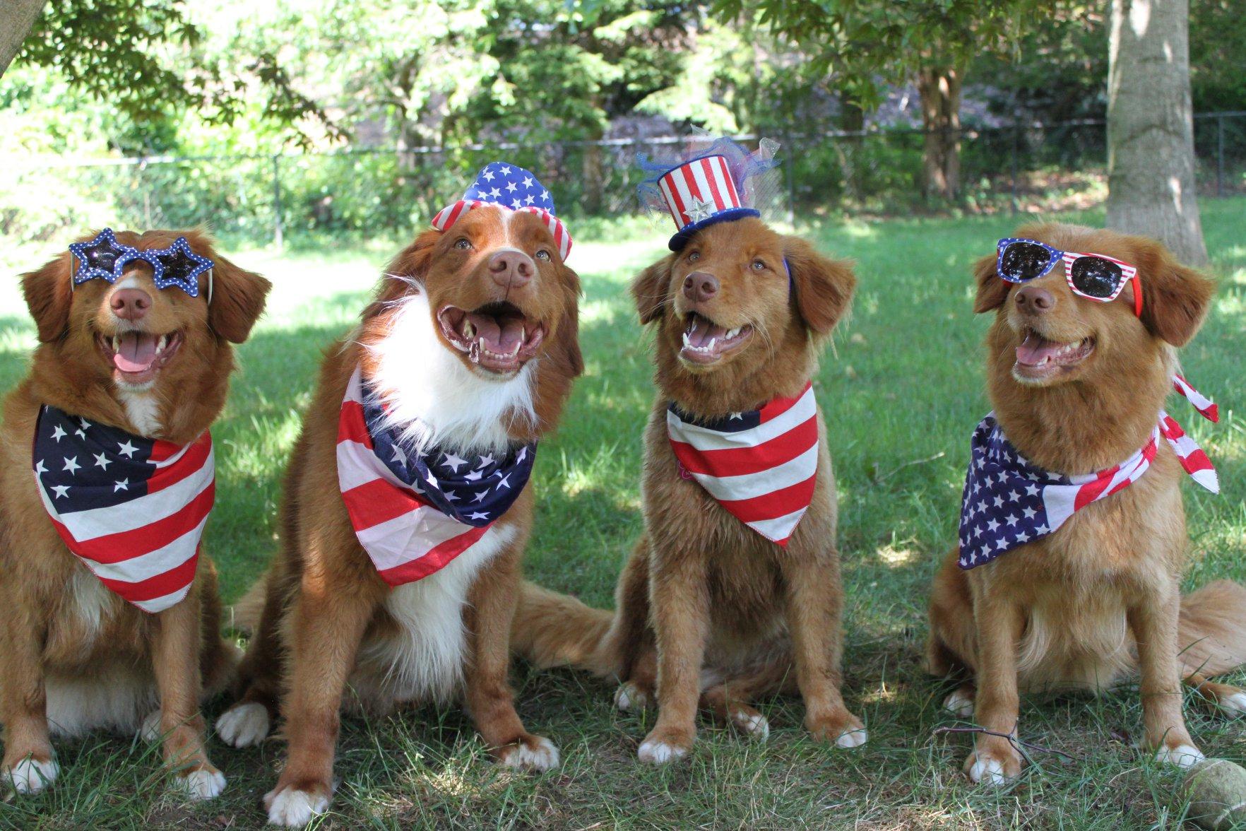 Dtails Tollers in Connecticut | Nova Scotia Duck Tolling Retriever ...